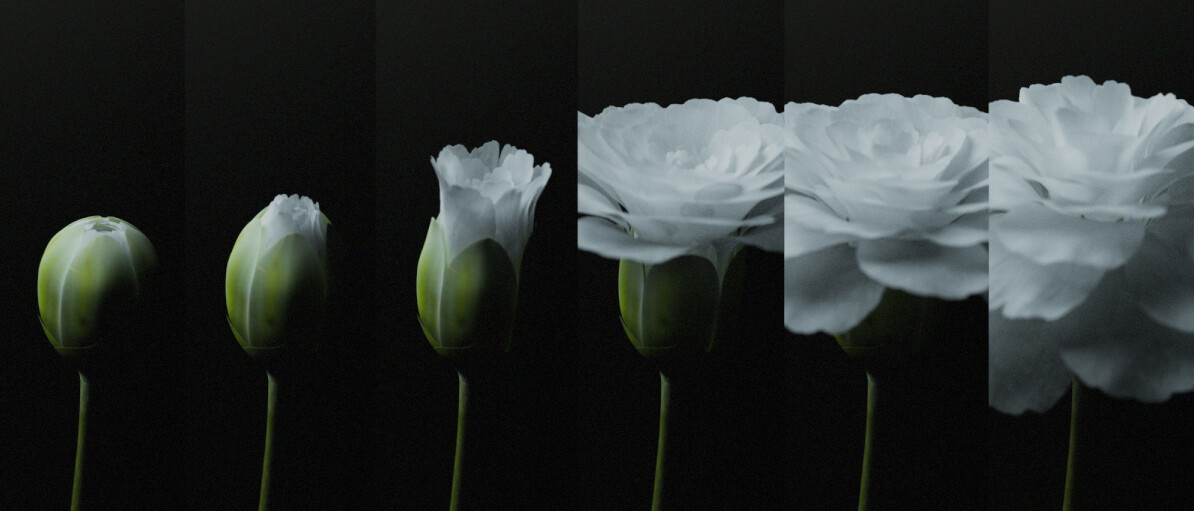 ArtStation - Flower Animation