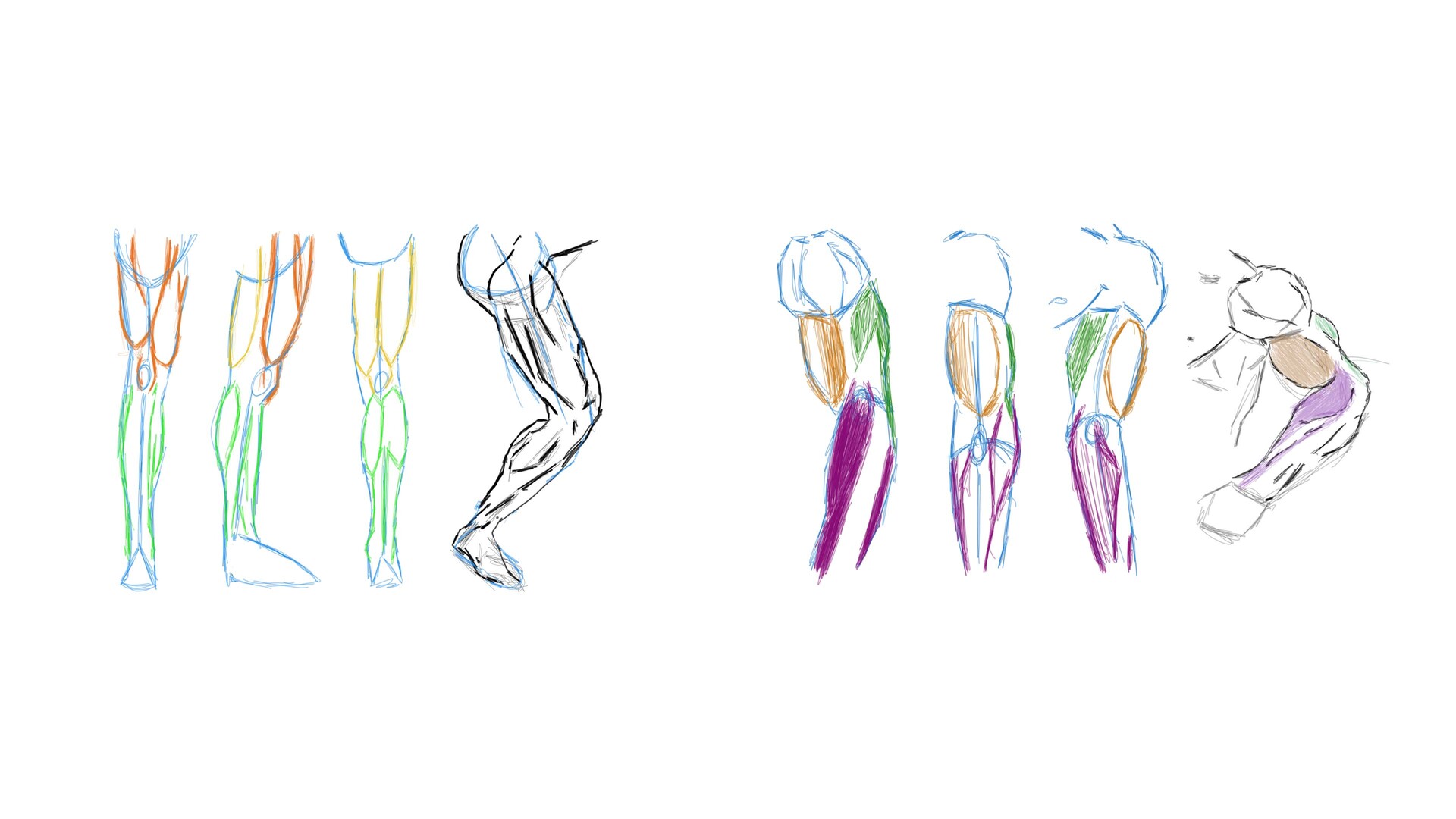 ArtStation - Digital Anatomy