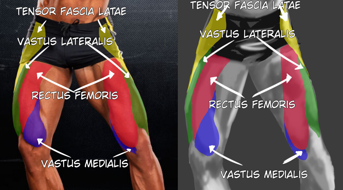 leg muscle reference