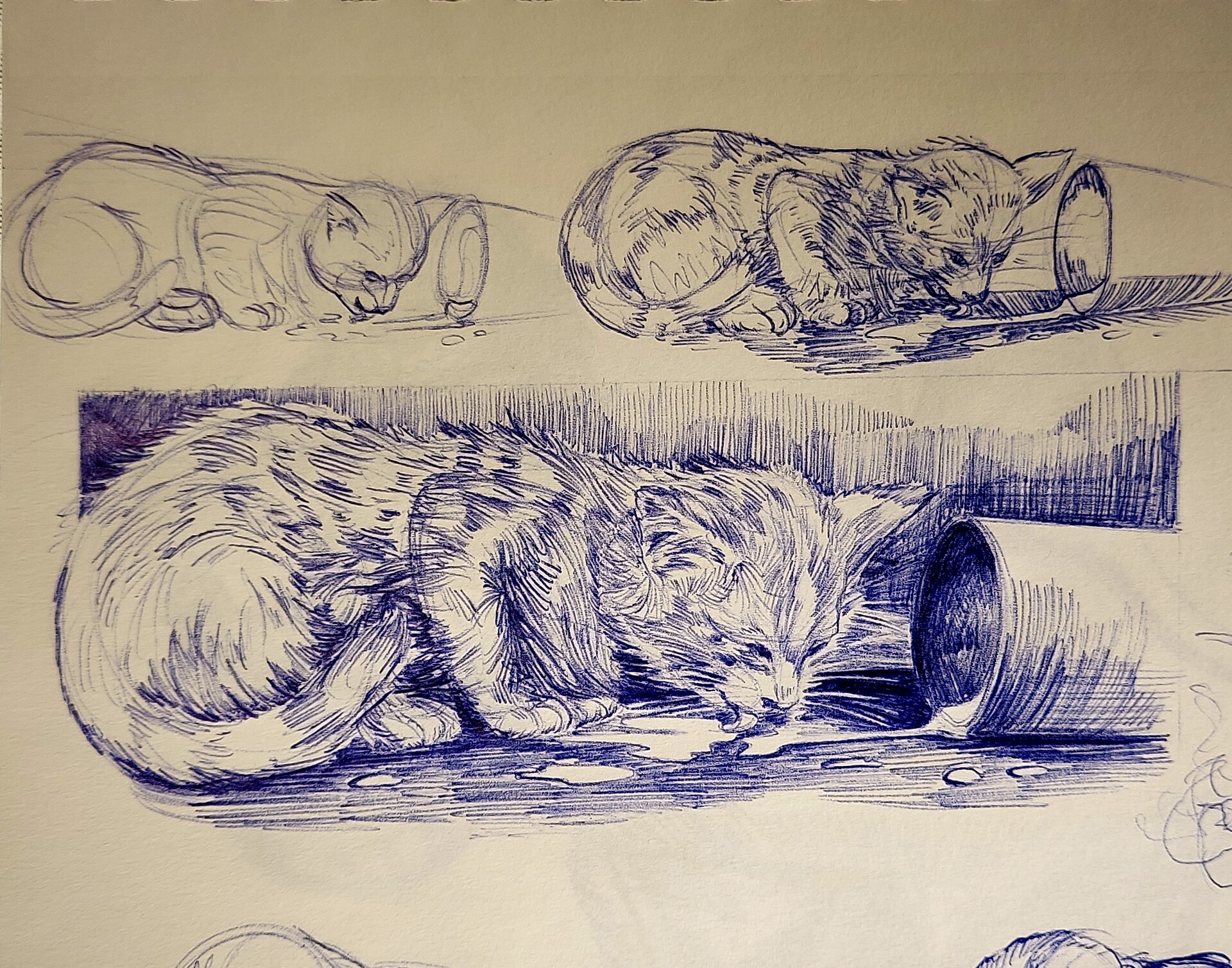 ArtStation - Cat Sketch