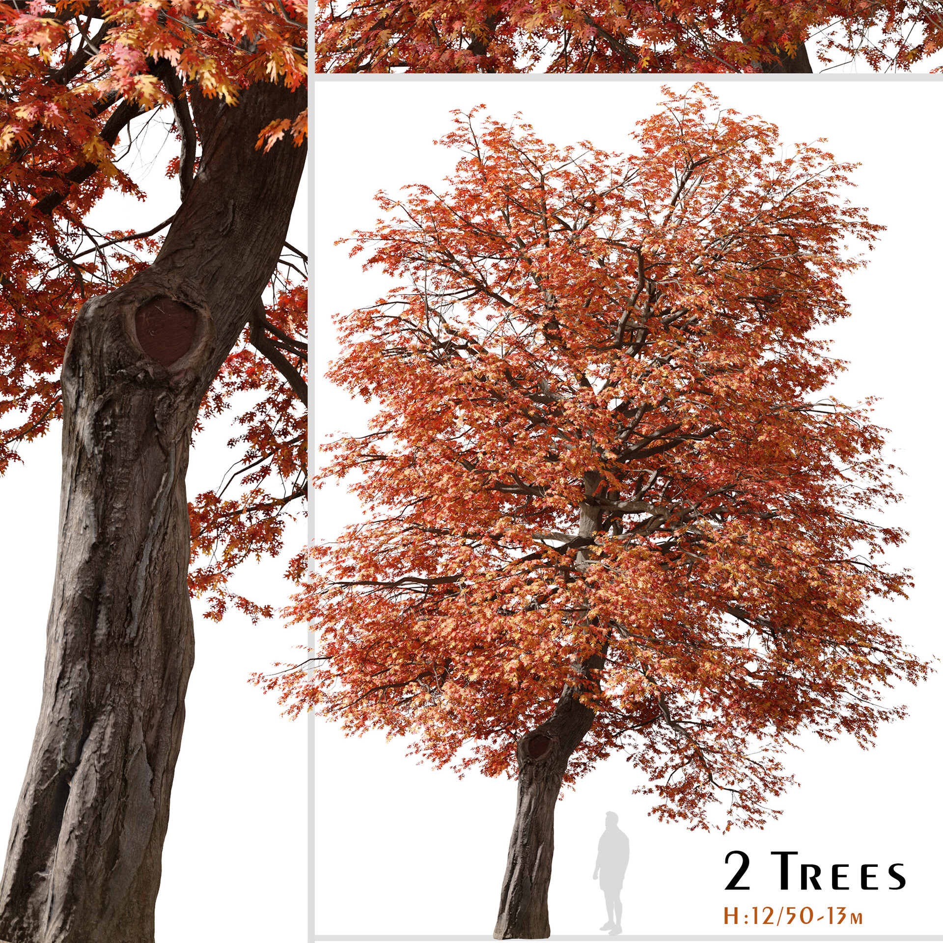 ArtStation - Set of Quercus coccinea Tree ( Scarlet oak ) (2 Trees)
