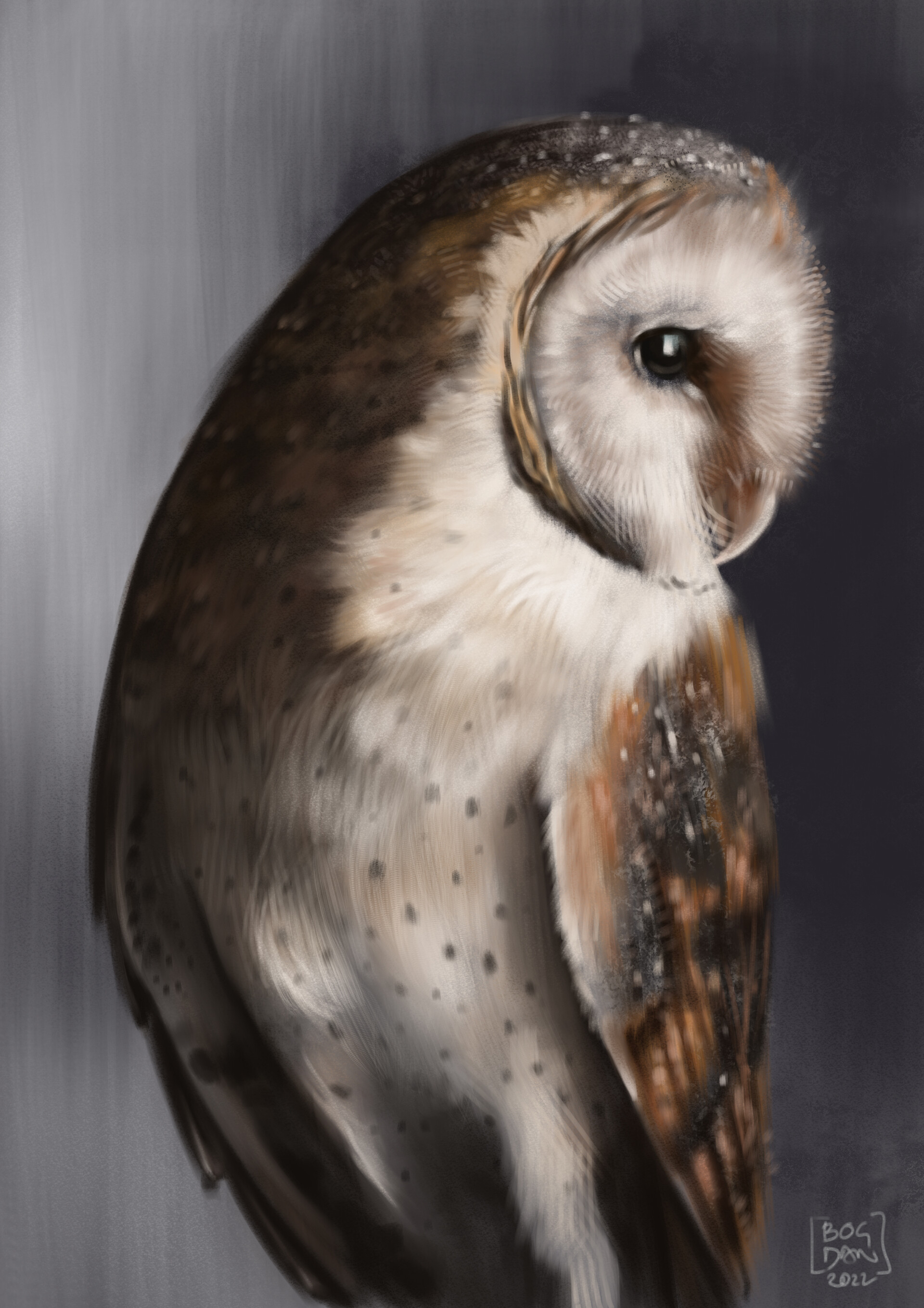 ArtStation - Owl study
