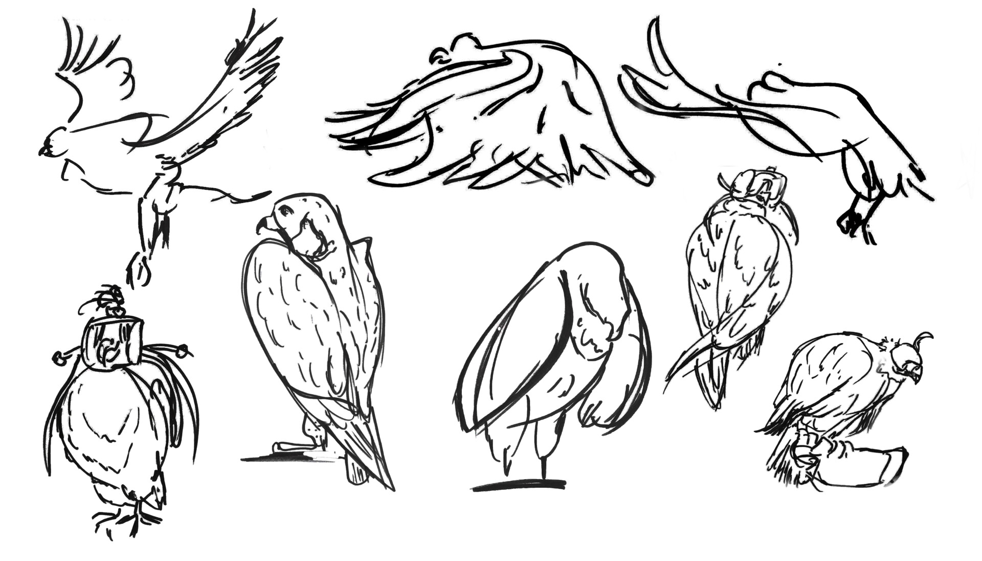 ArtStation - Life Drawing Animals