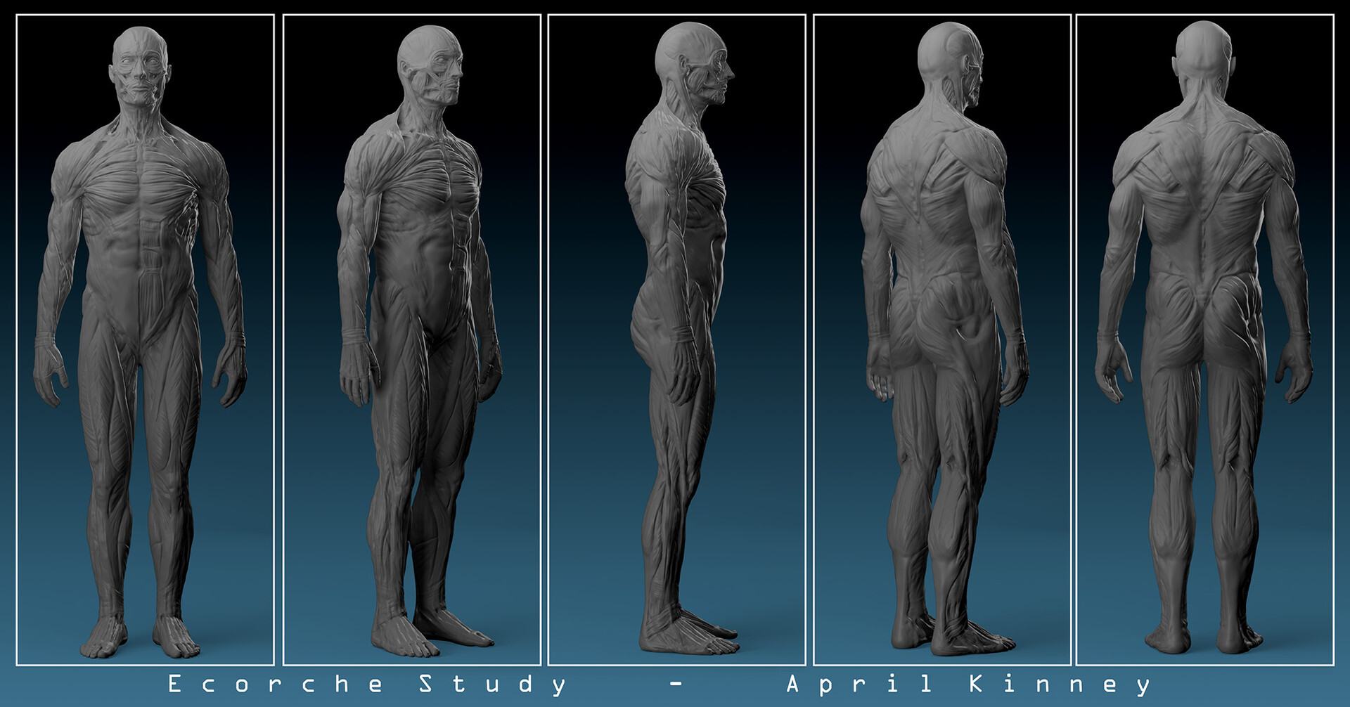 ArtStation - Ecorche study