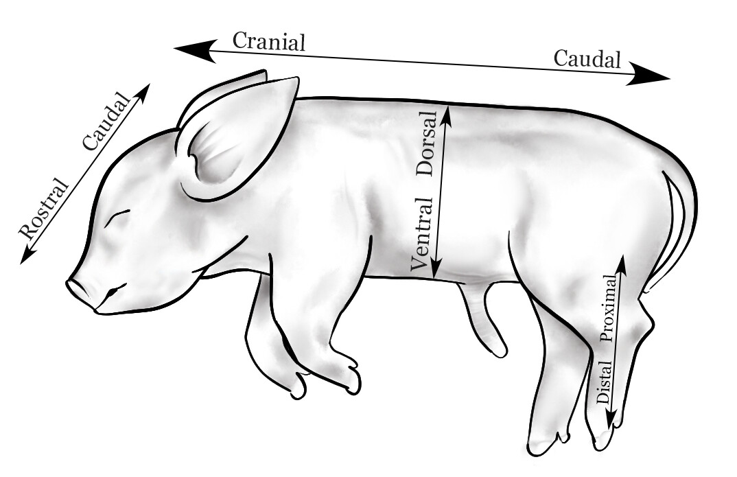 Fetal Pig External Anatomy Fetal Pig Dissection Lab Foothill
