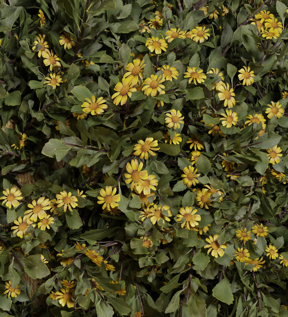 ArtStation - Bitou Bush - 3d plant