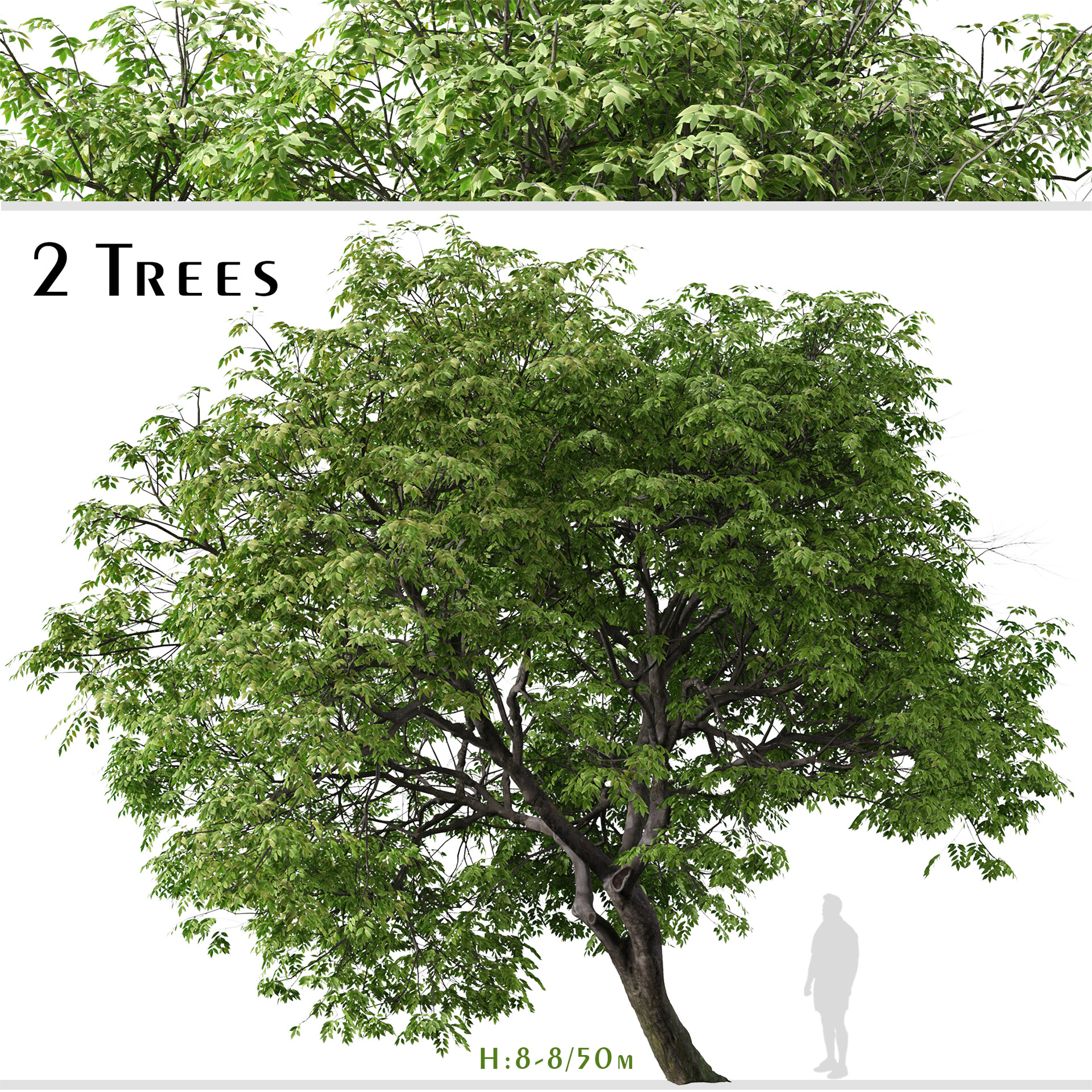 ArtStation - Set of Butternut Tree ( Juglans cinerea ) ( 2 Trees )