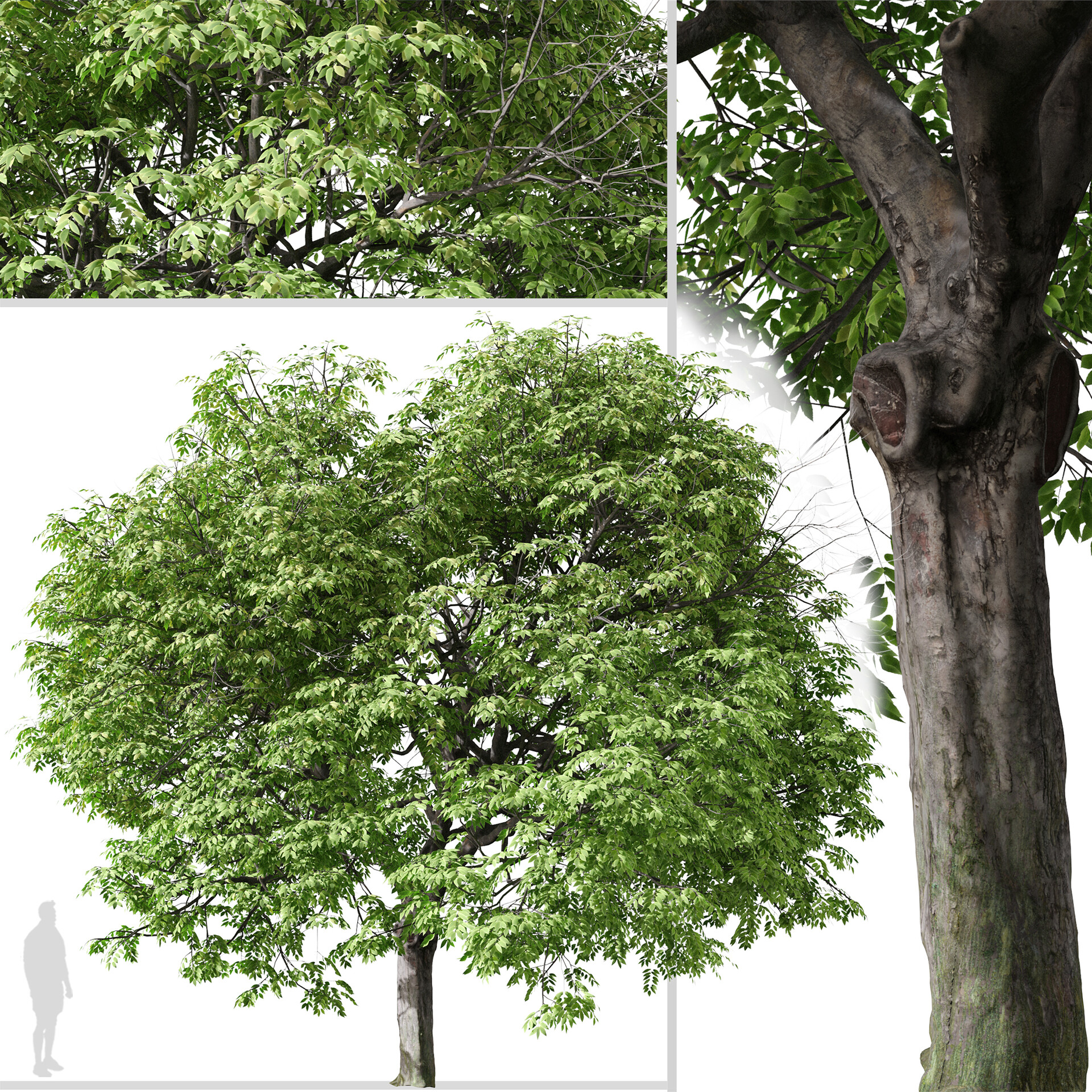 Moonik Office - Set of Butternut Tree ( Juglans cinerea ) ( 2 Trees )