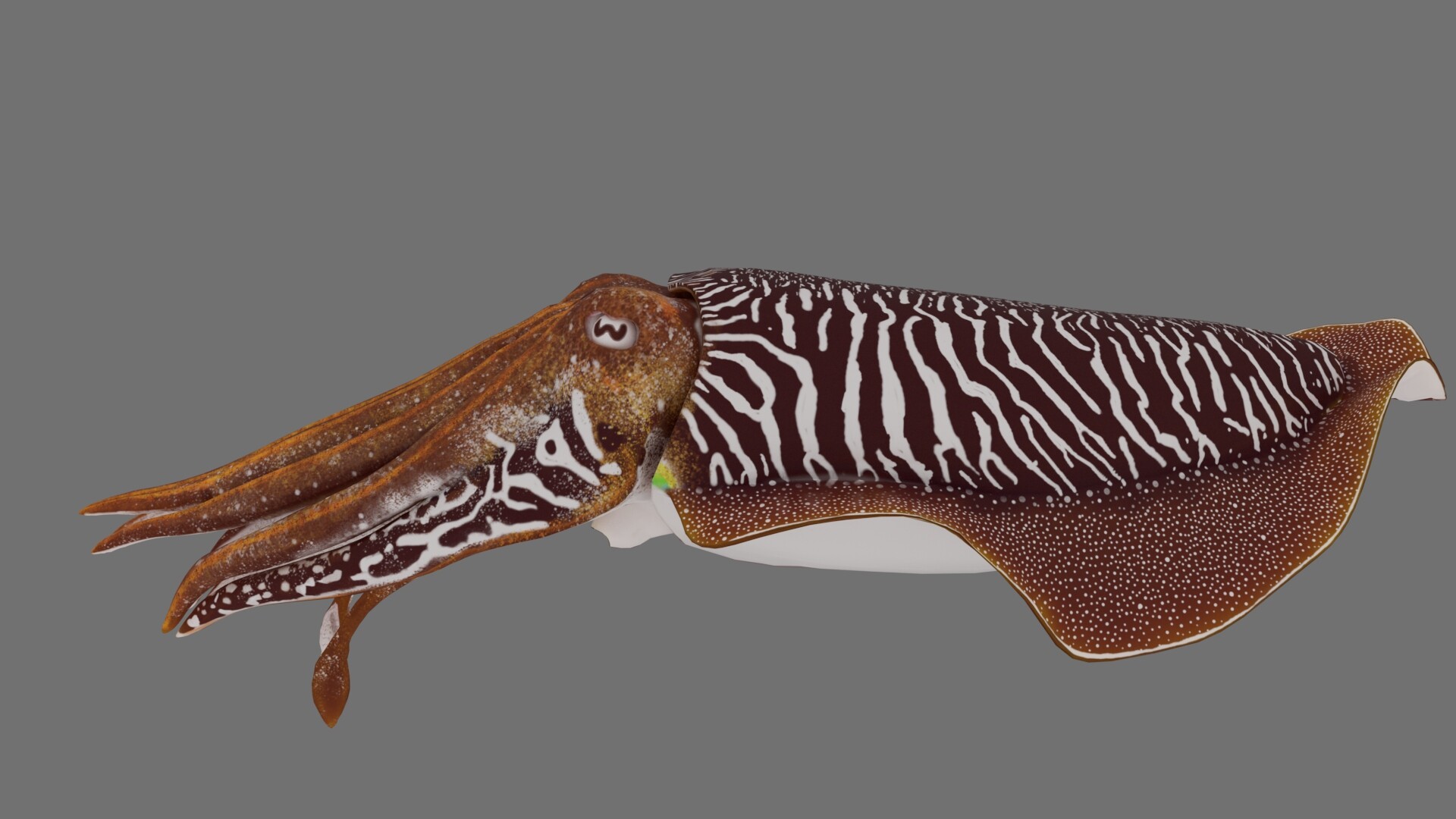 ArtStation - Cuttlefish