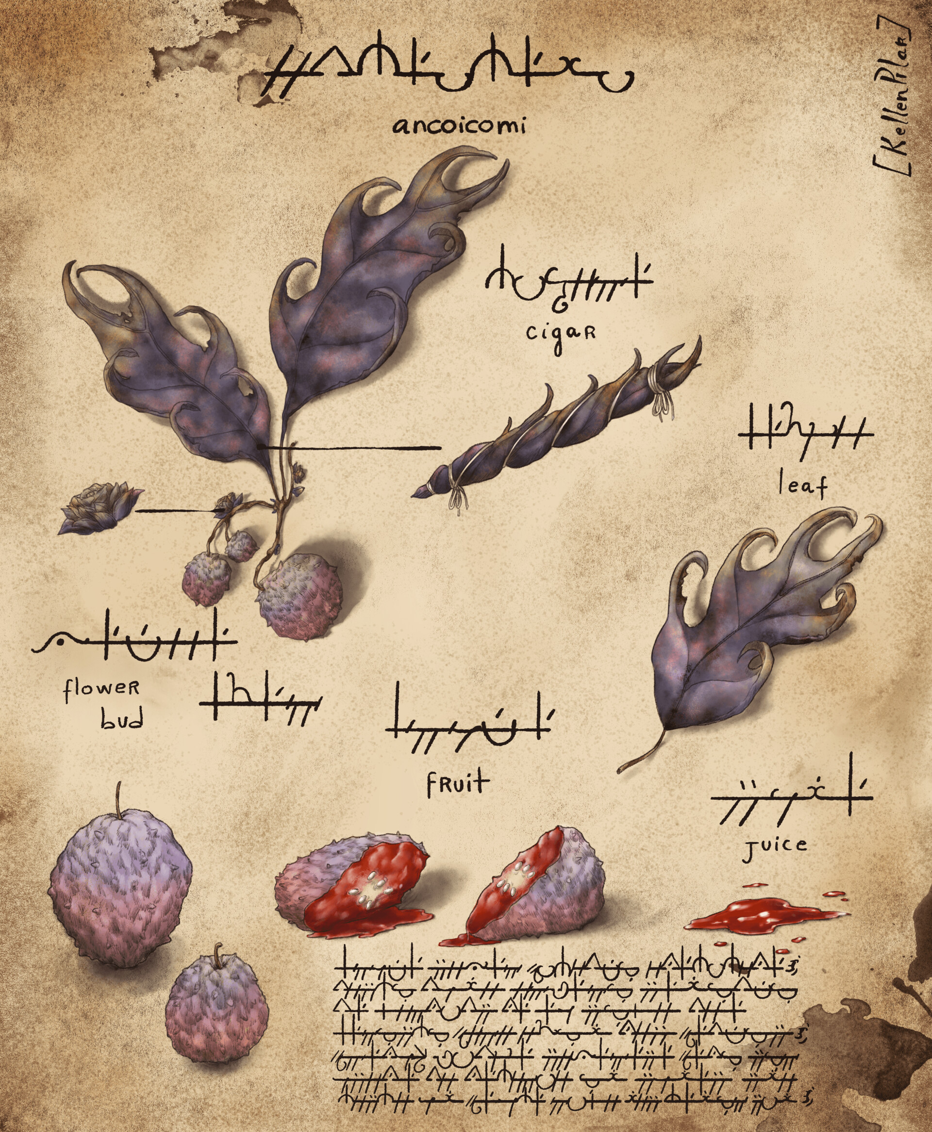 ArtStation - "Ancoicomi" Fruit