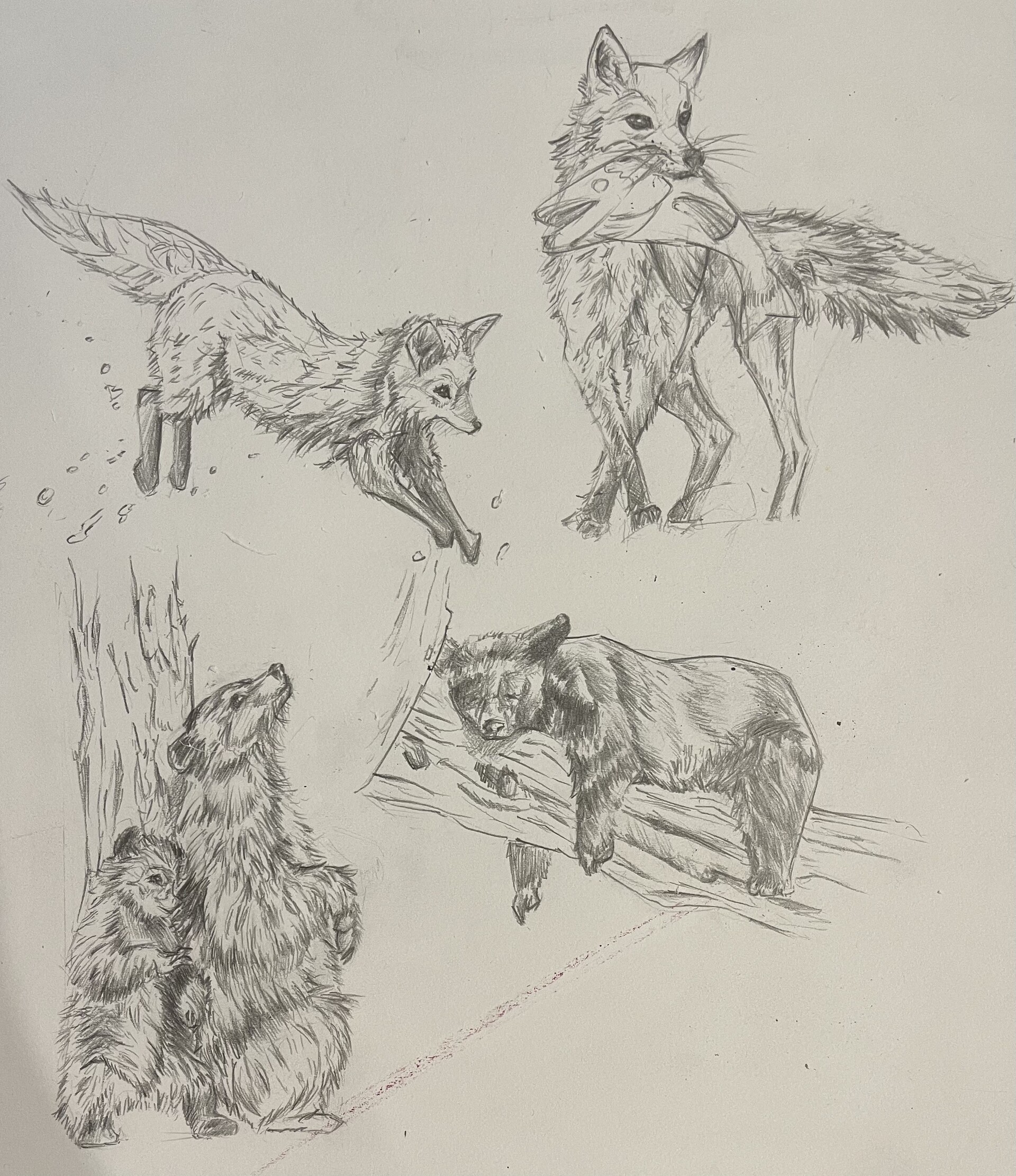 ArtStation - Animal texture study