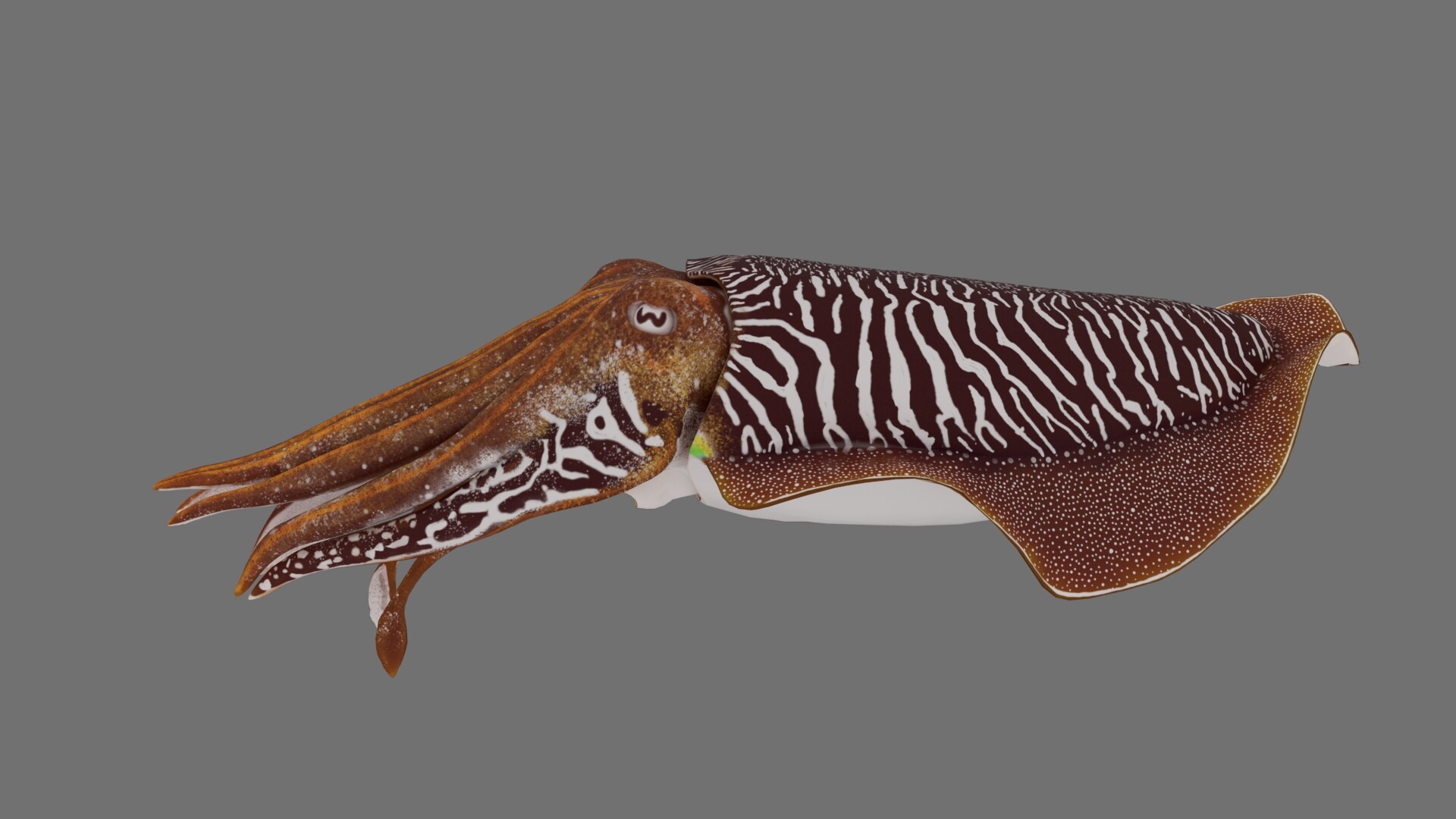 ArtStation - Common Cuttlefish