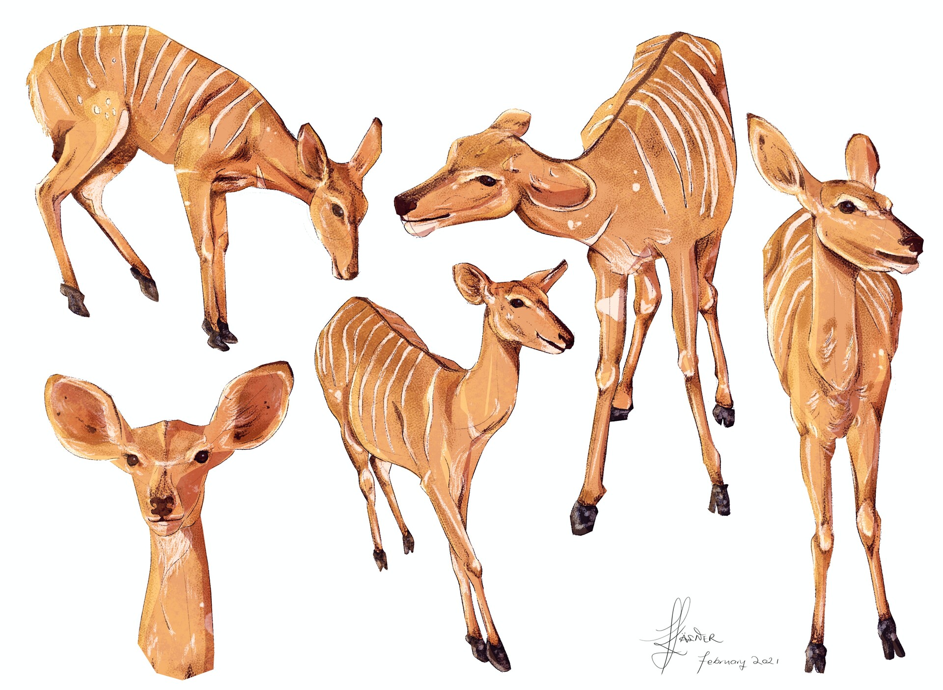 ArtStation - Nyala Life Drawings