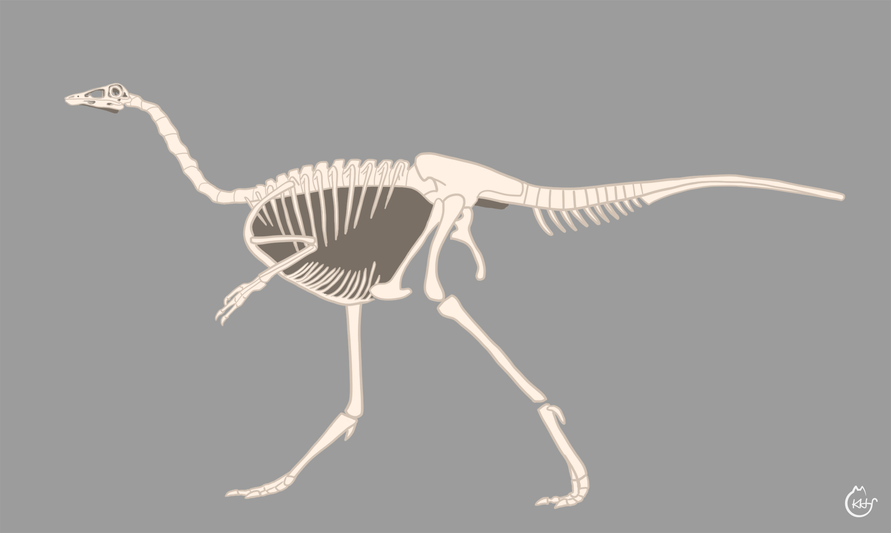 Kat Hoppe - Animal Anatomy Studies