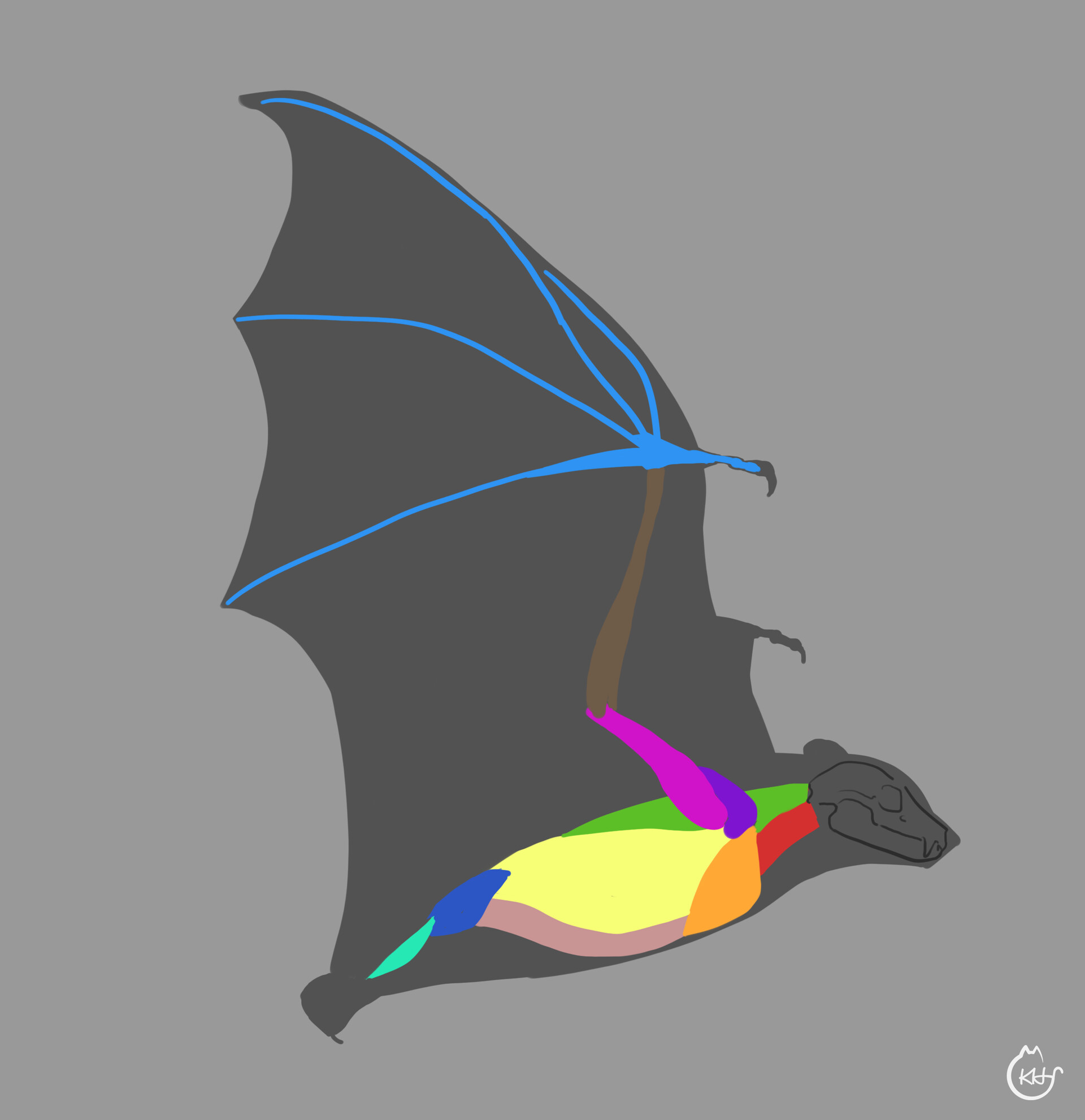 Bat Muscle Diagram