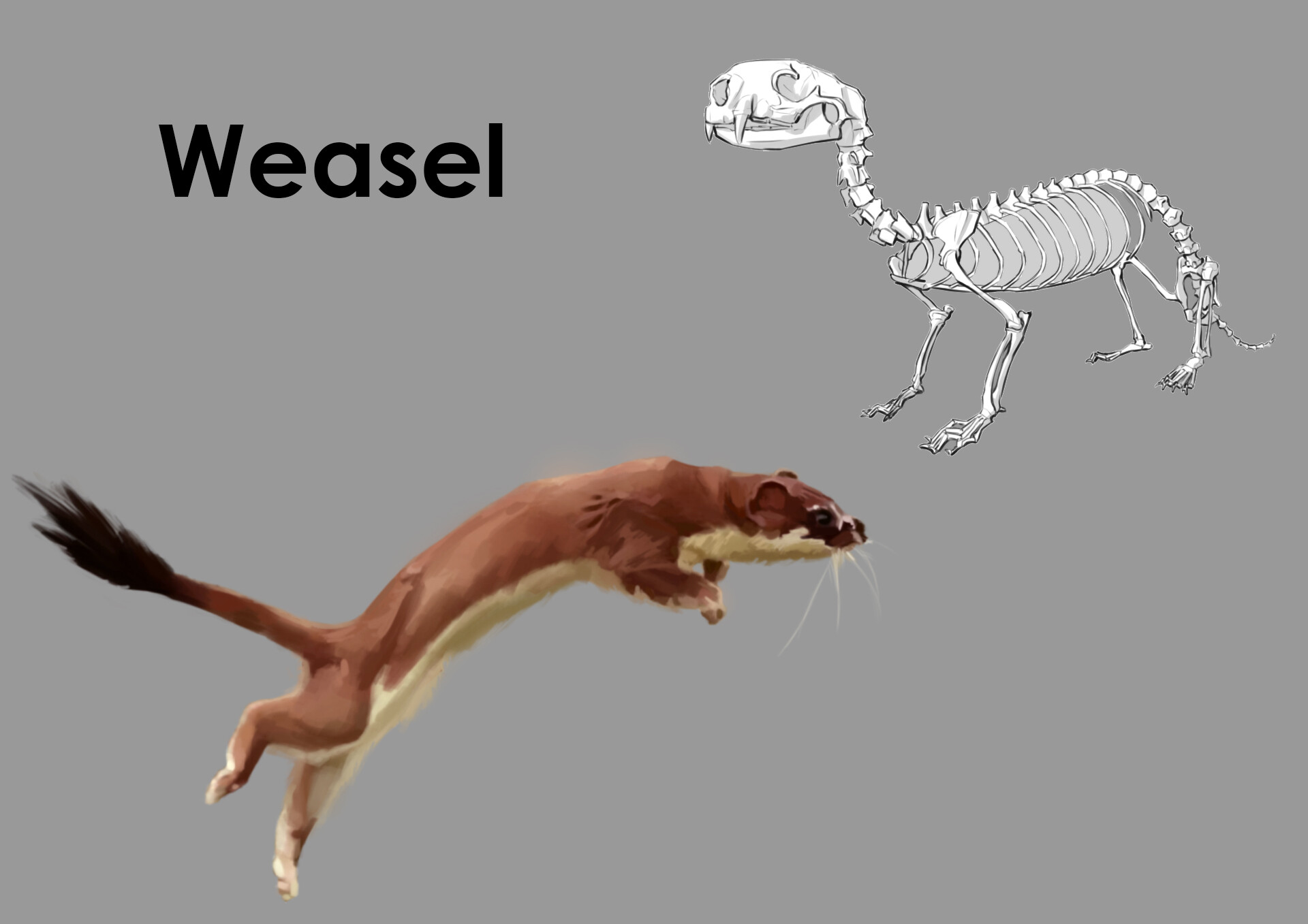 ArtStation - Weasel Anatomy Art