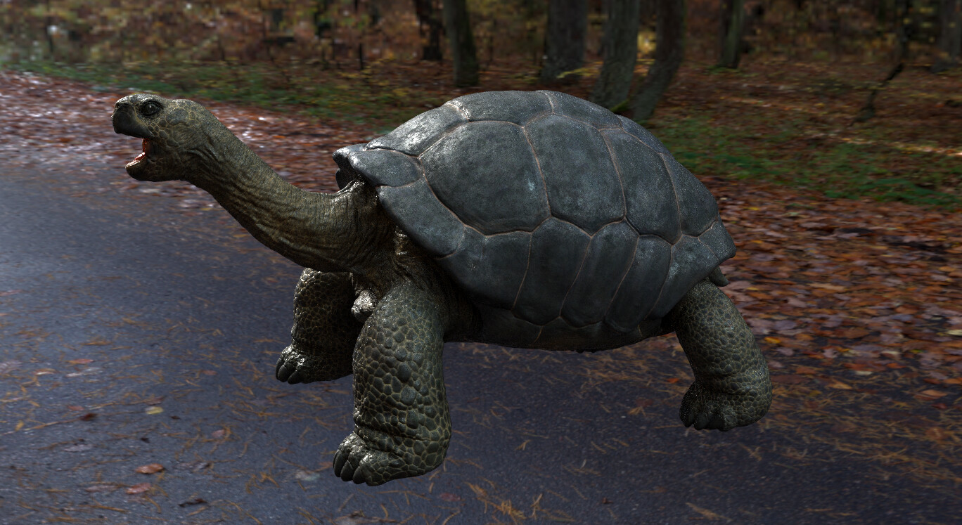 ArtStation - Turtle study