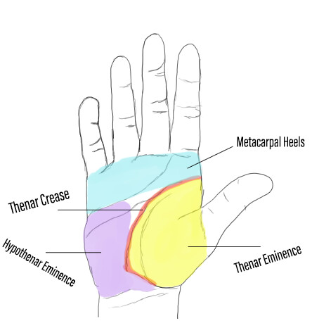 Alejandro Flores Pérez - 06 Estudio de Referencias Musculares: Manos y Pies