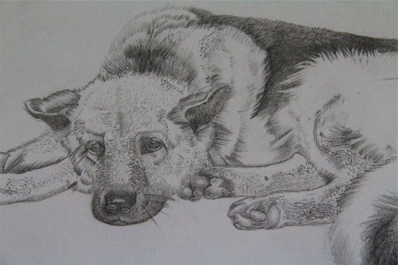 ArtStation - Sketch of dogs