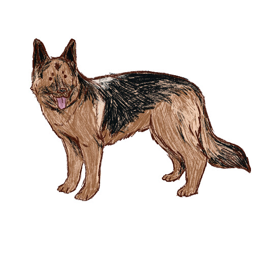 ArtStation - Anna's Dog - Simba