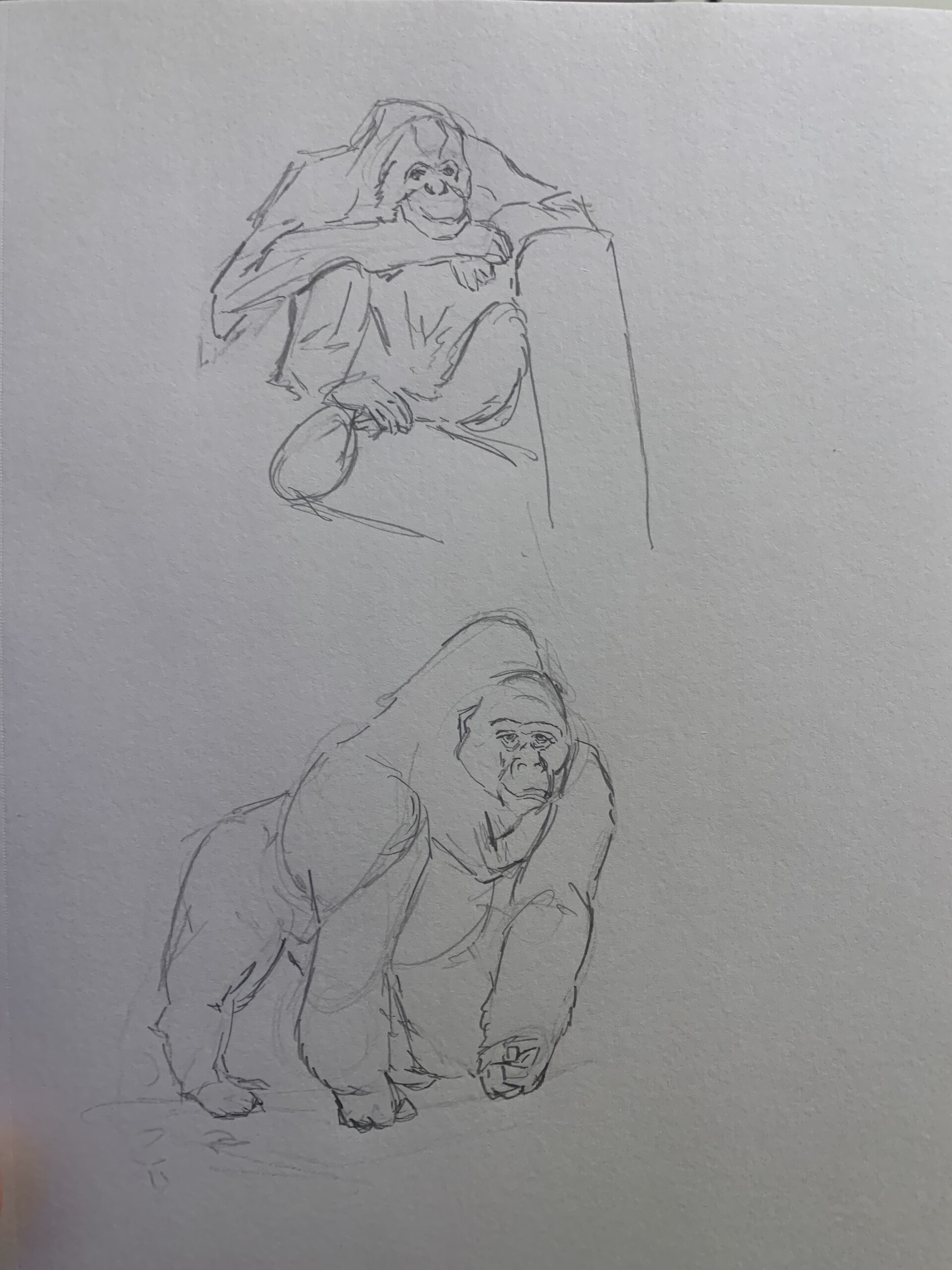 ArtStation - Apes & Monkeys