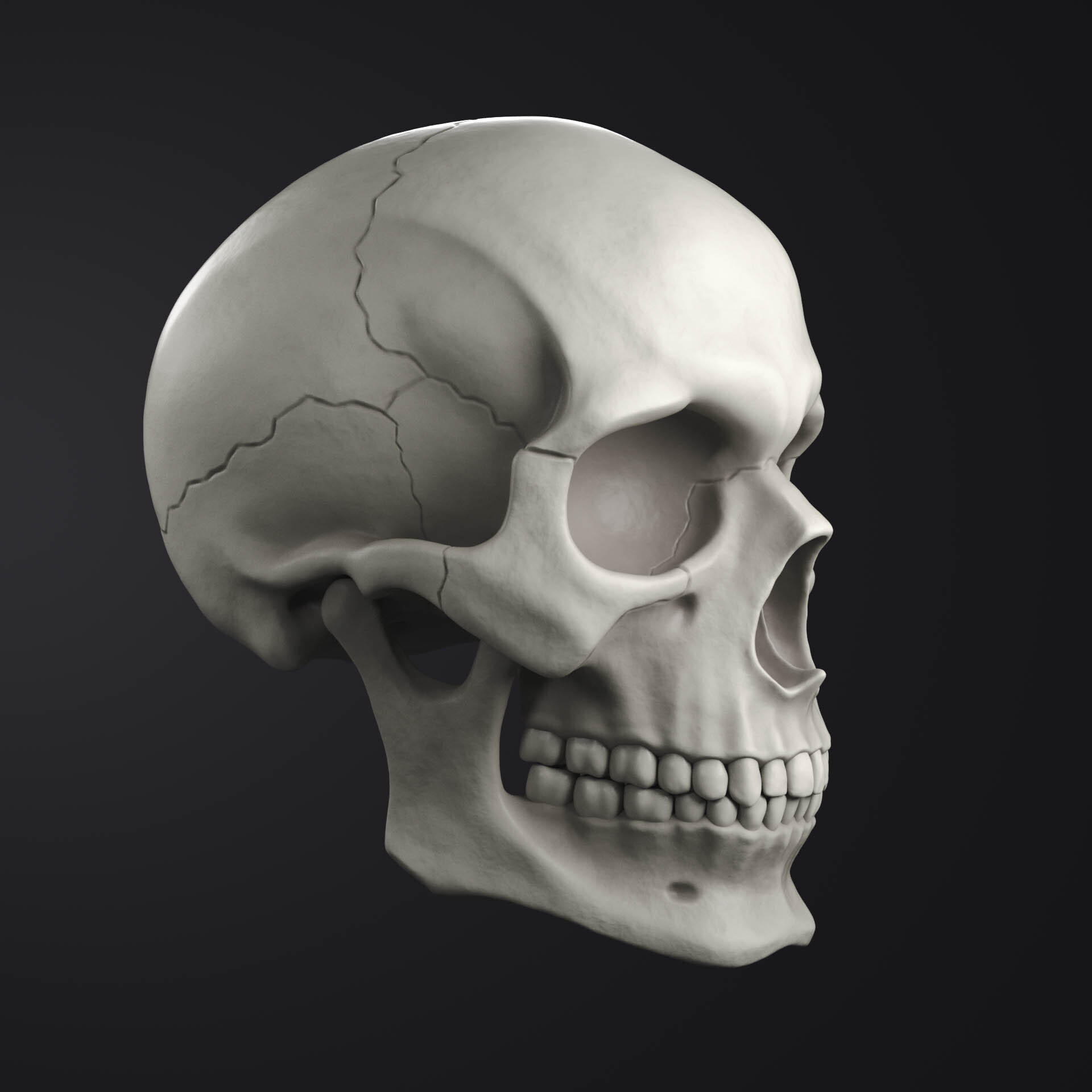 ArtStation - Skull anatomy practice