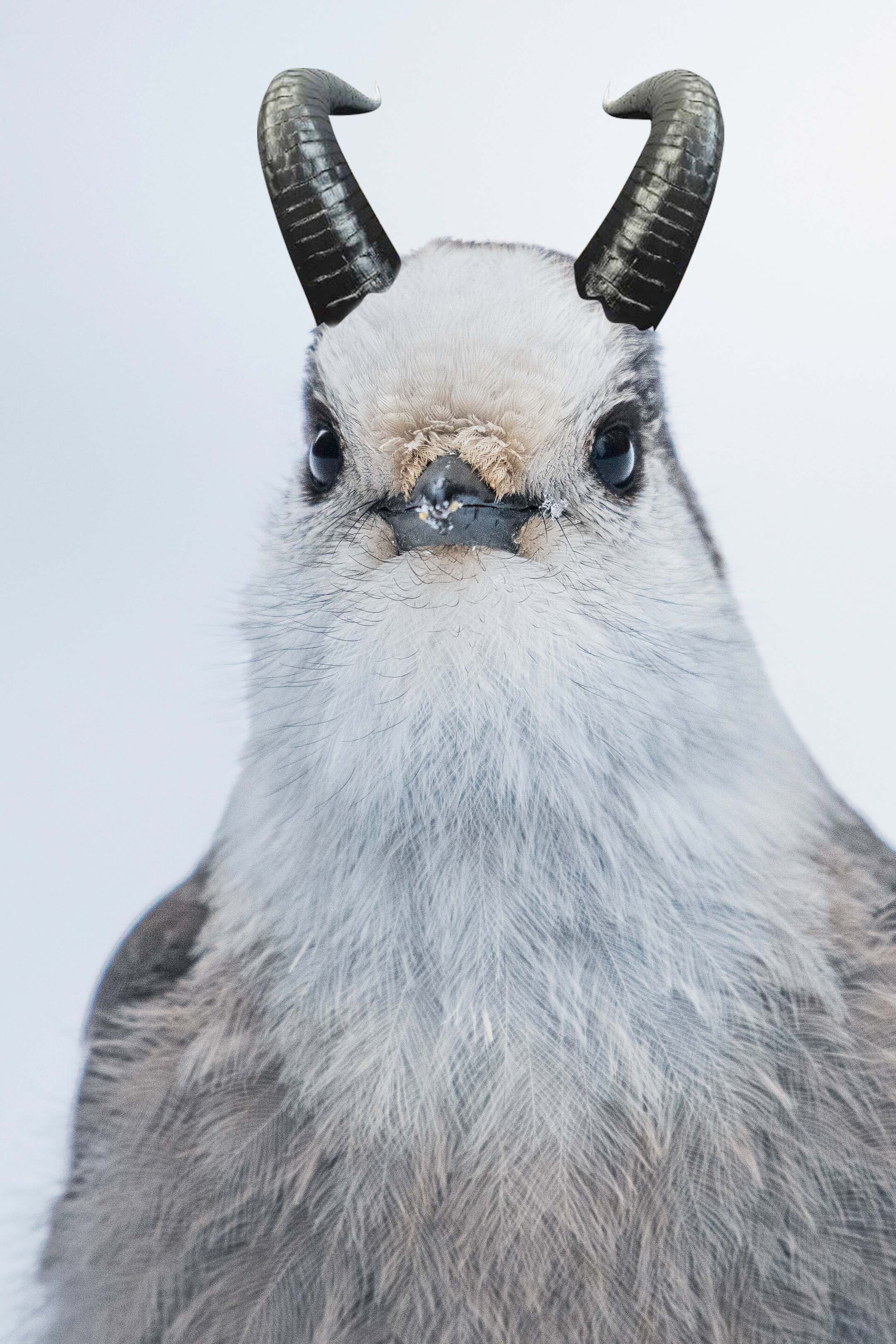 ArtStation - Very angry bird