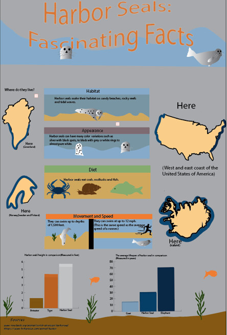 ArtStation - Harbor seals infographic