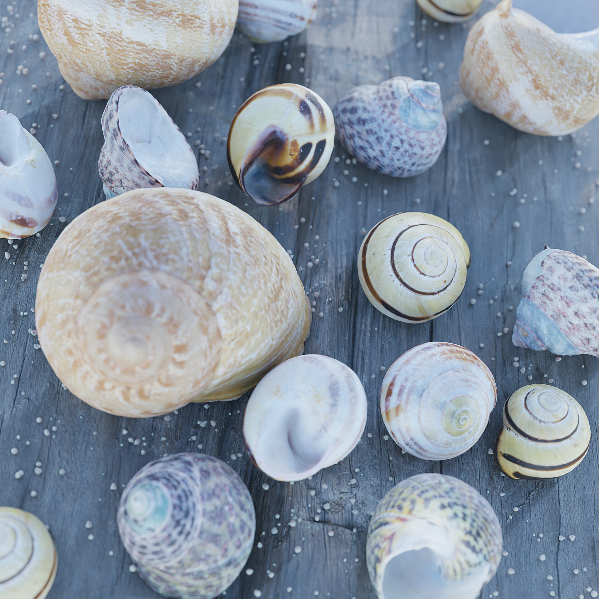 ArtStation - Snail Shells