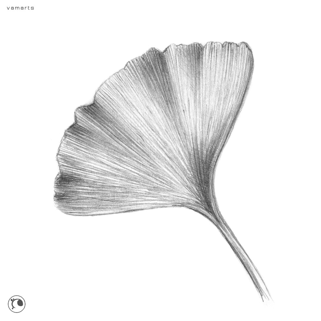 ArtStation - Ginkgo leaf graphite drawing