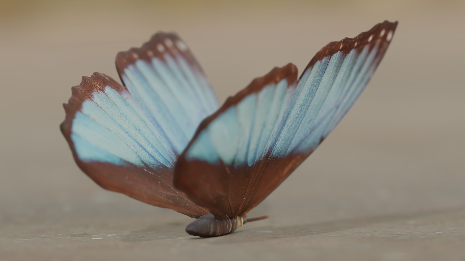 ArtStation - Blue Morpho Butterfly