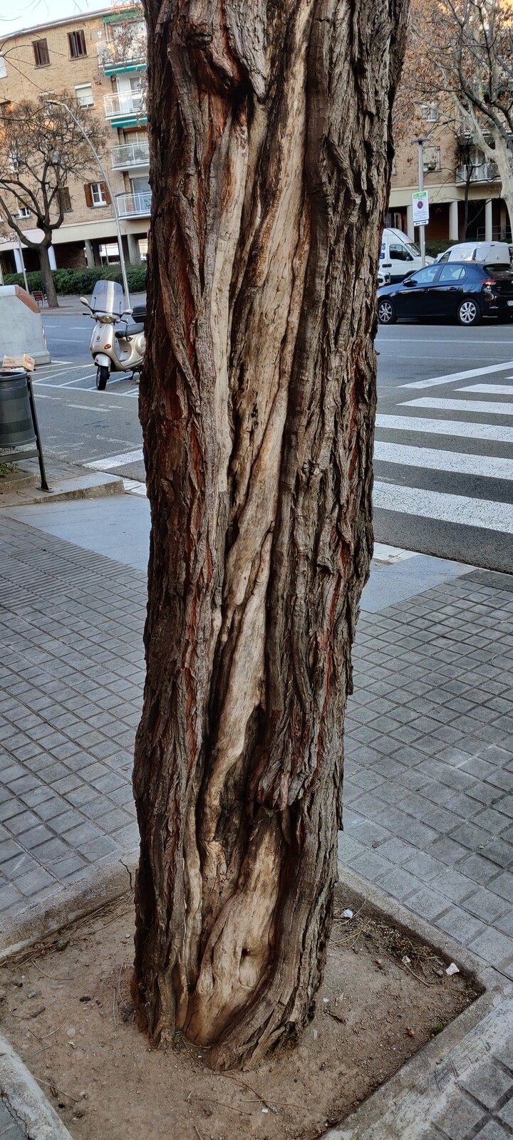 Max Kutsenko - Stripped bark