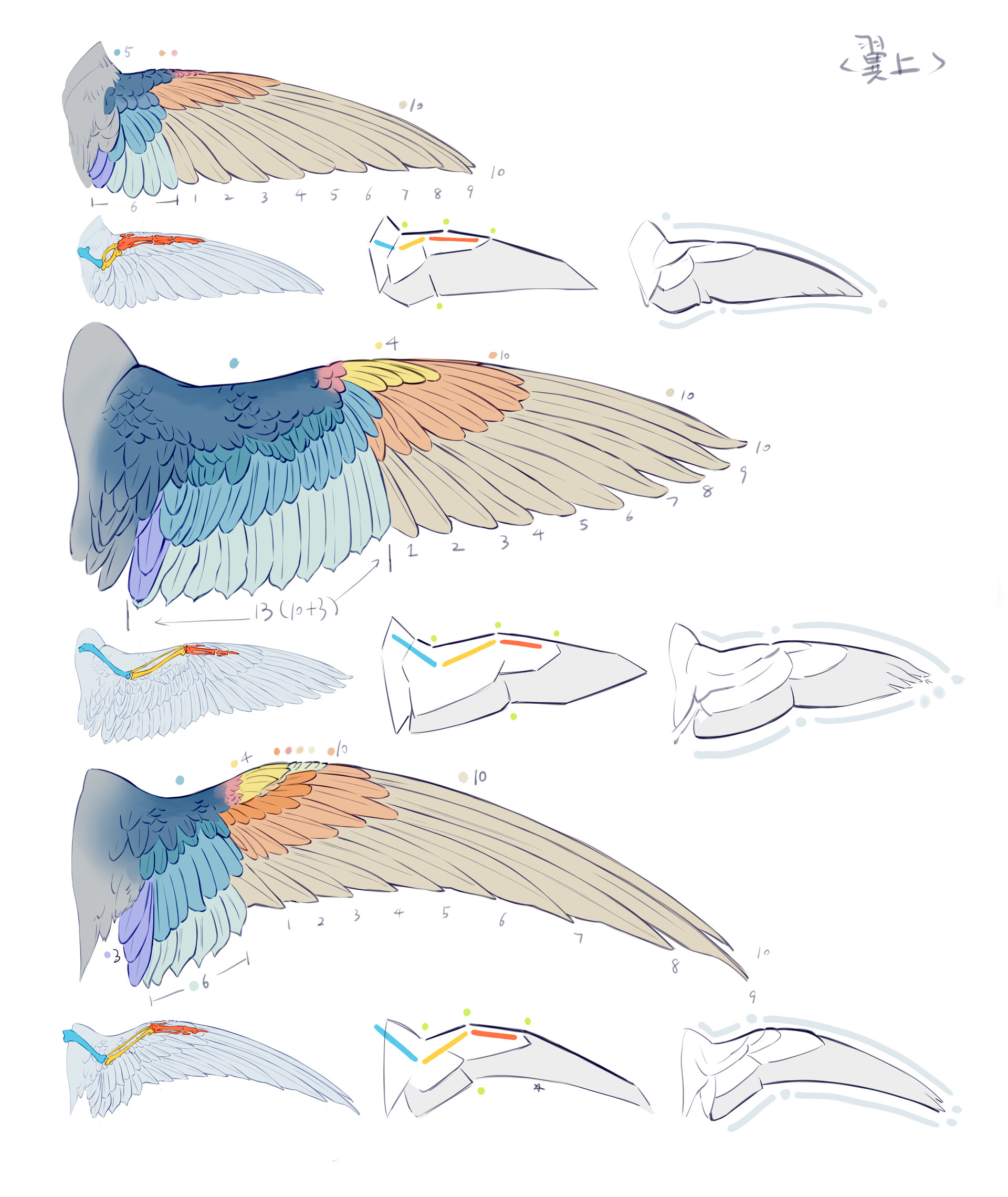 bird wings drawing reference