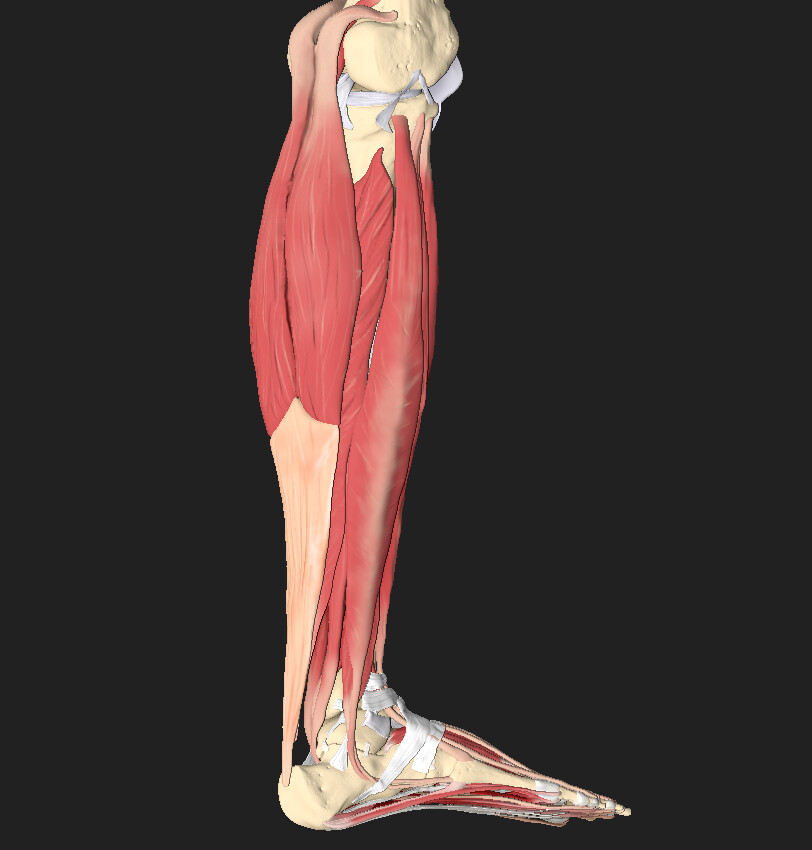 ArtStation - Modeling and study of the lower leg muscles