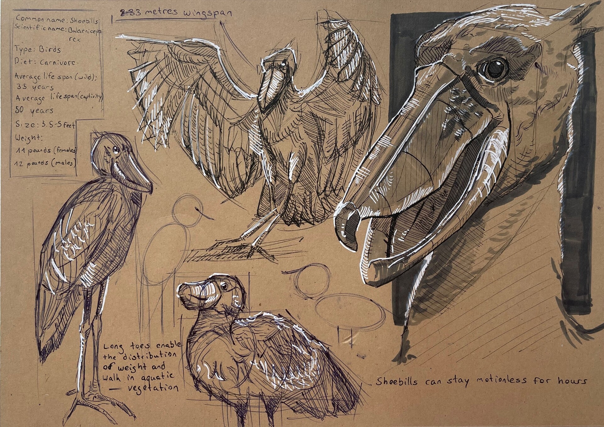 ArtStation - Dynamic Sketching (Animals and Skeletons) - 3 Samples