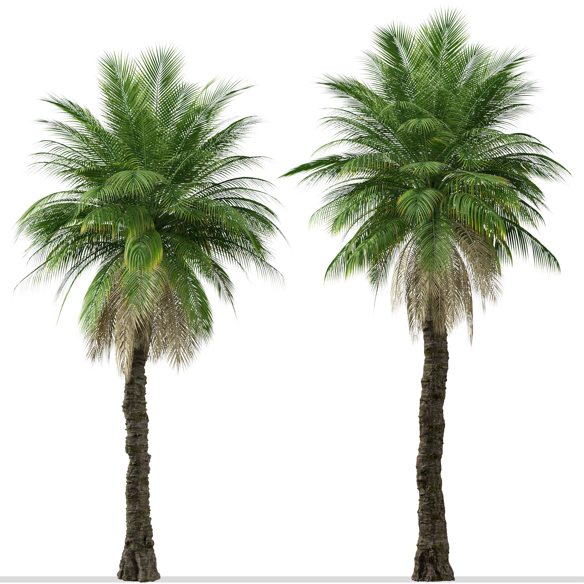 Moonik Office - Set of Phoenix rupicola Tree (Cliff date palm) (2 Trees)