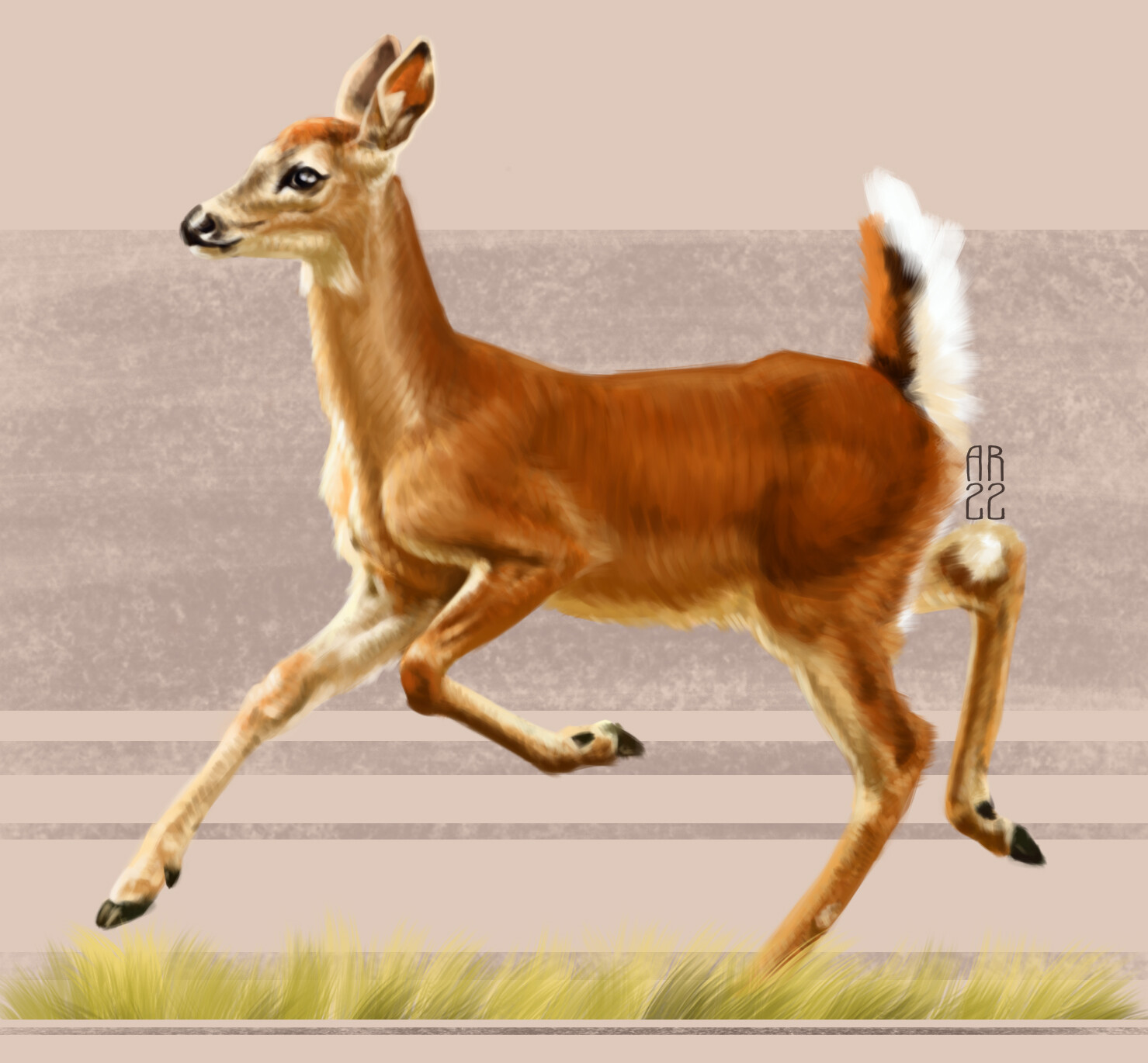 ArtStation - Deer studies