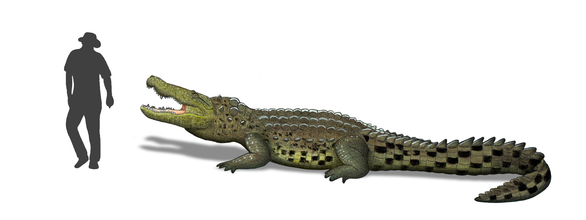 Martin Garcia - Crocodylus thorbjarnarsoni representation
