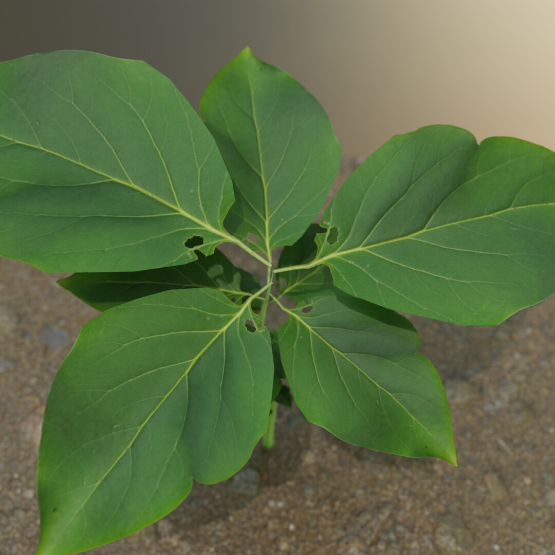 Aymara Ridgeway-Adams - Sprout Animation