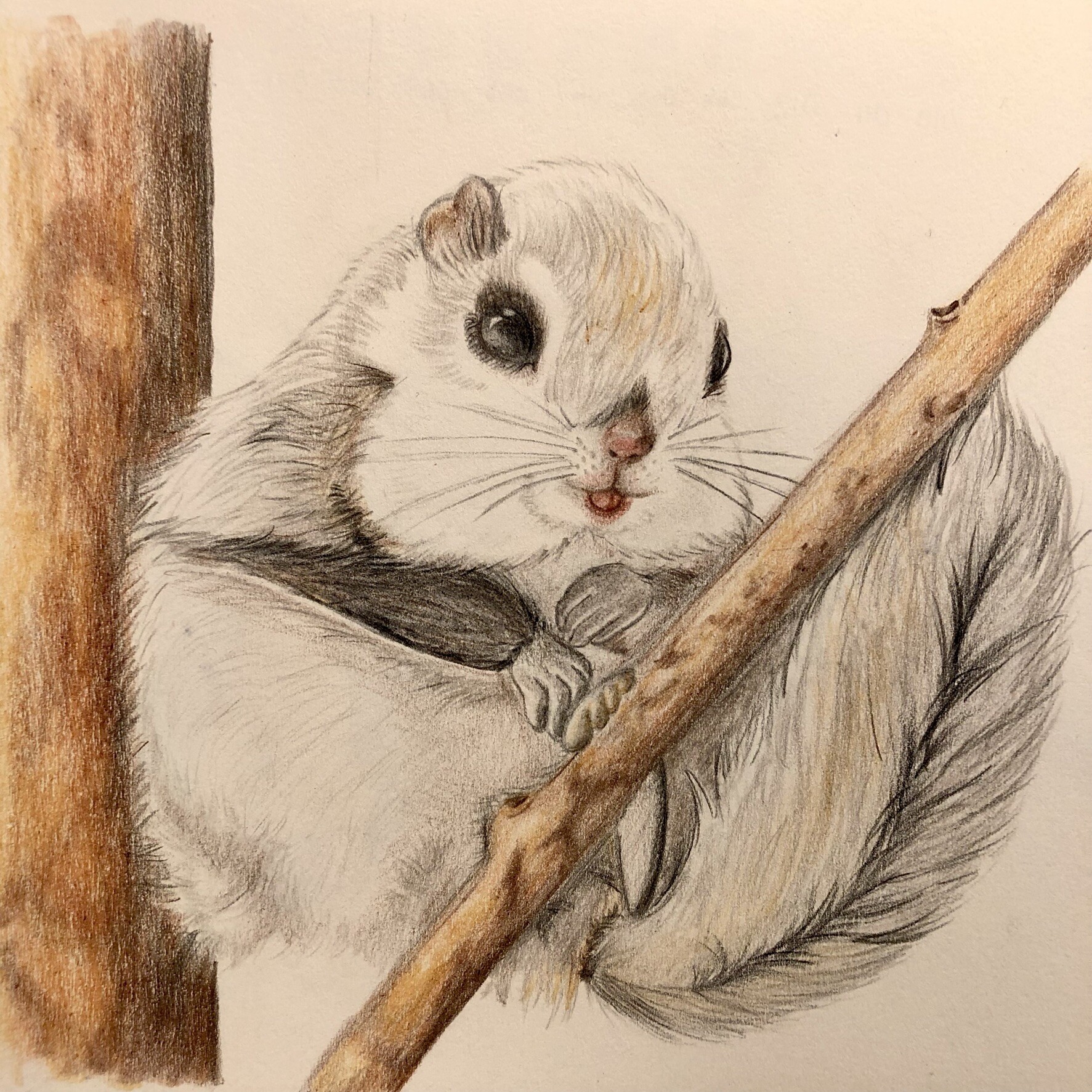 flying squirrel sketch