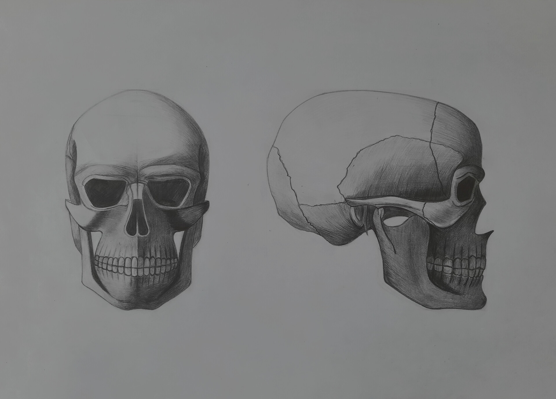 ArtStation - Academic drawing. Human skull