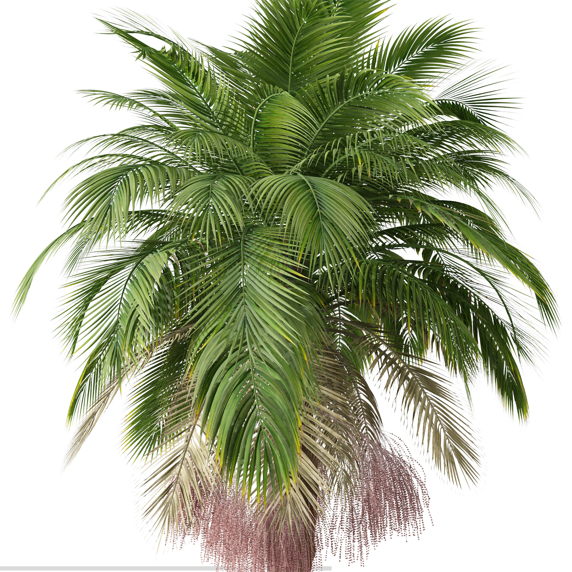 Moonik Office - Set of Bangalow palm Tree (Archontophoenix ...