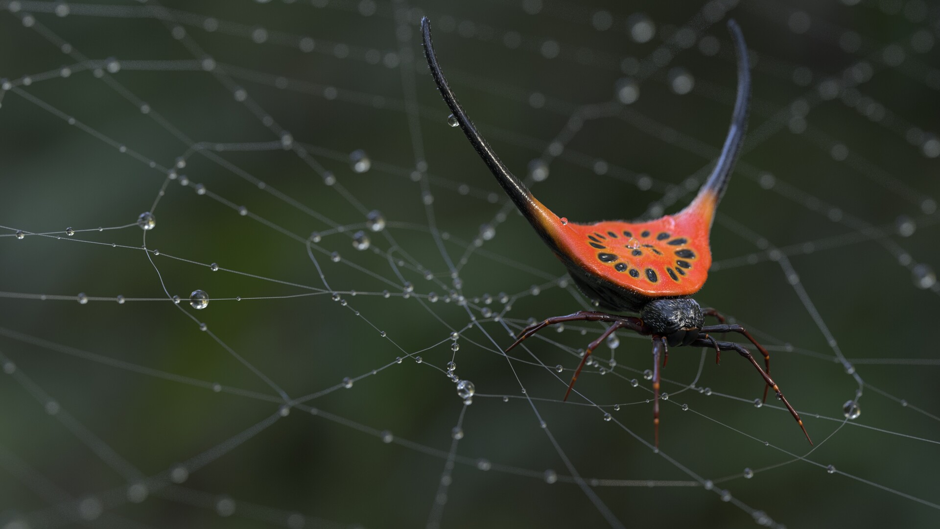 ArtStation - Spiny Orb Weaver