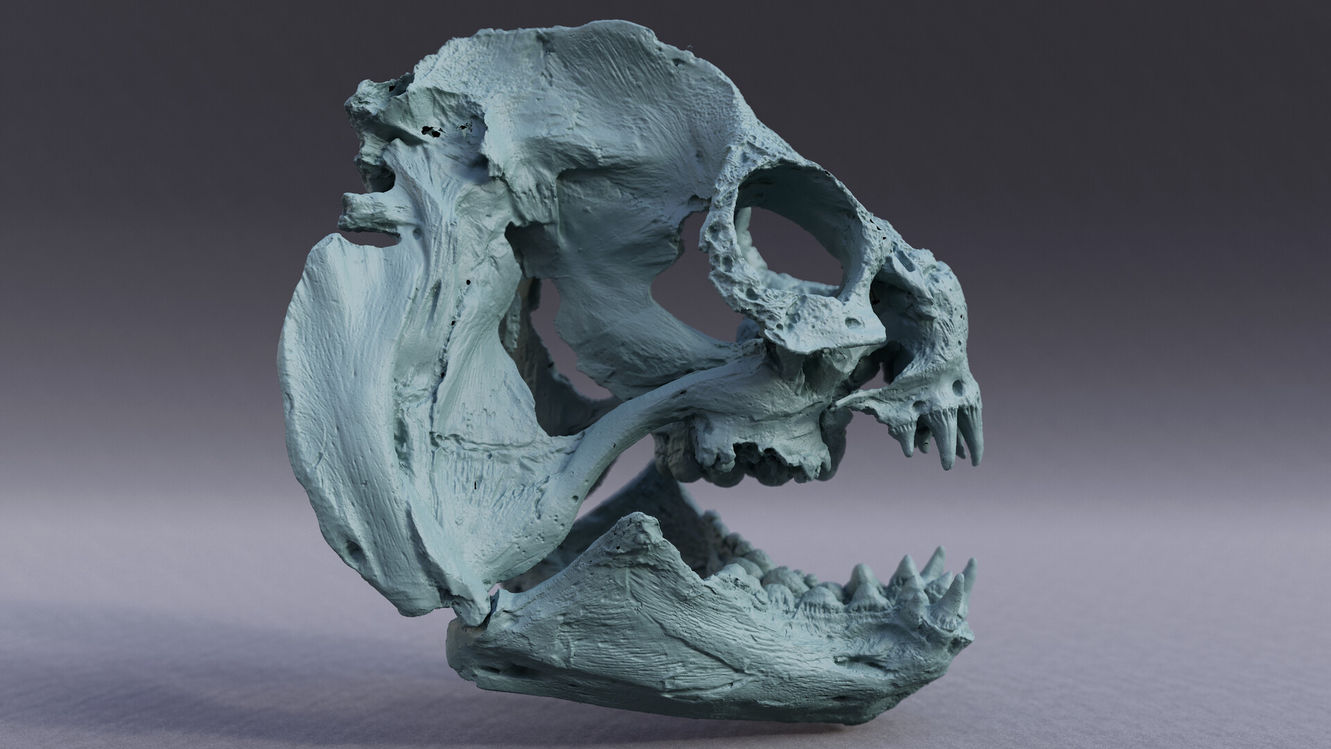 ArtStation - Anarrhichthys ocellatus (Wolf Eel) skull