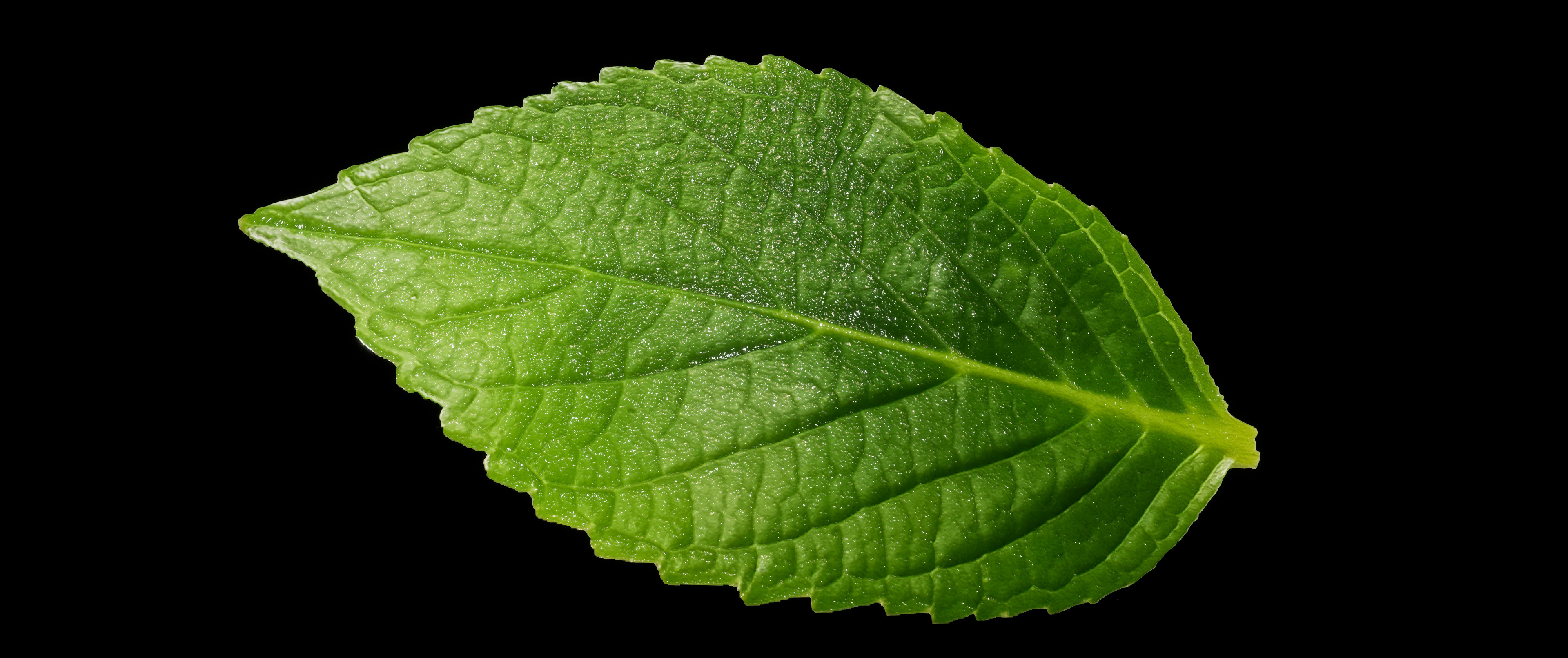 Dean Mewis - European Leaf Atlas material