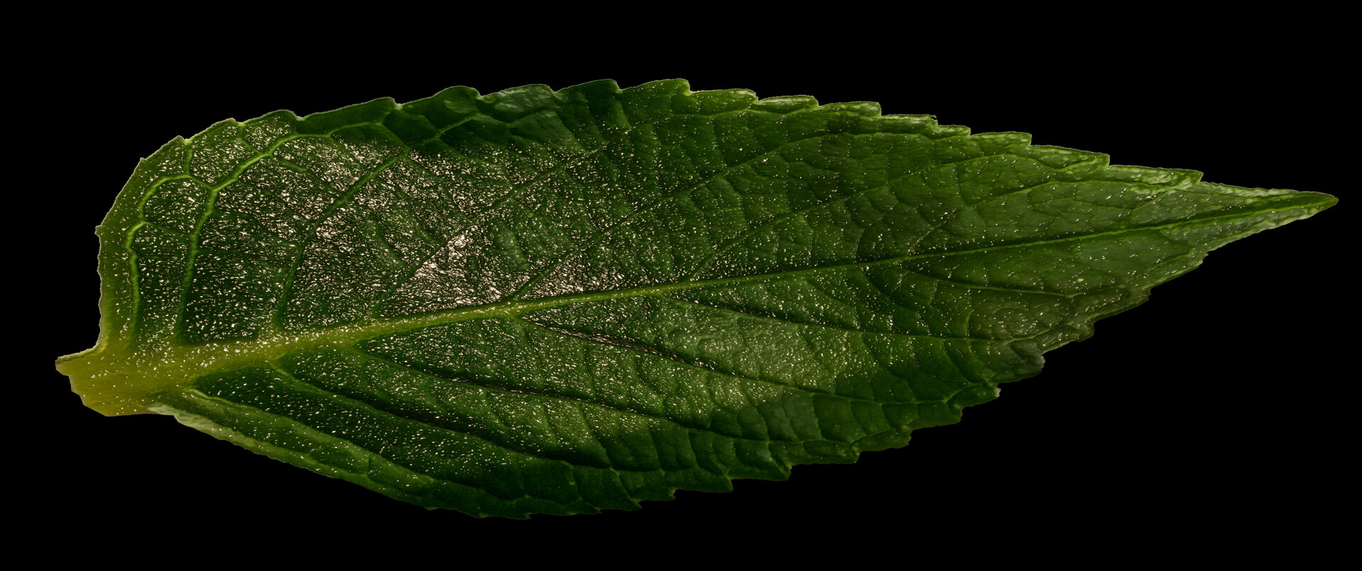 Dean Mewis - European Leaf Atlas material