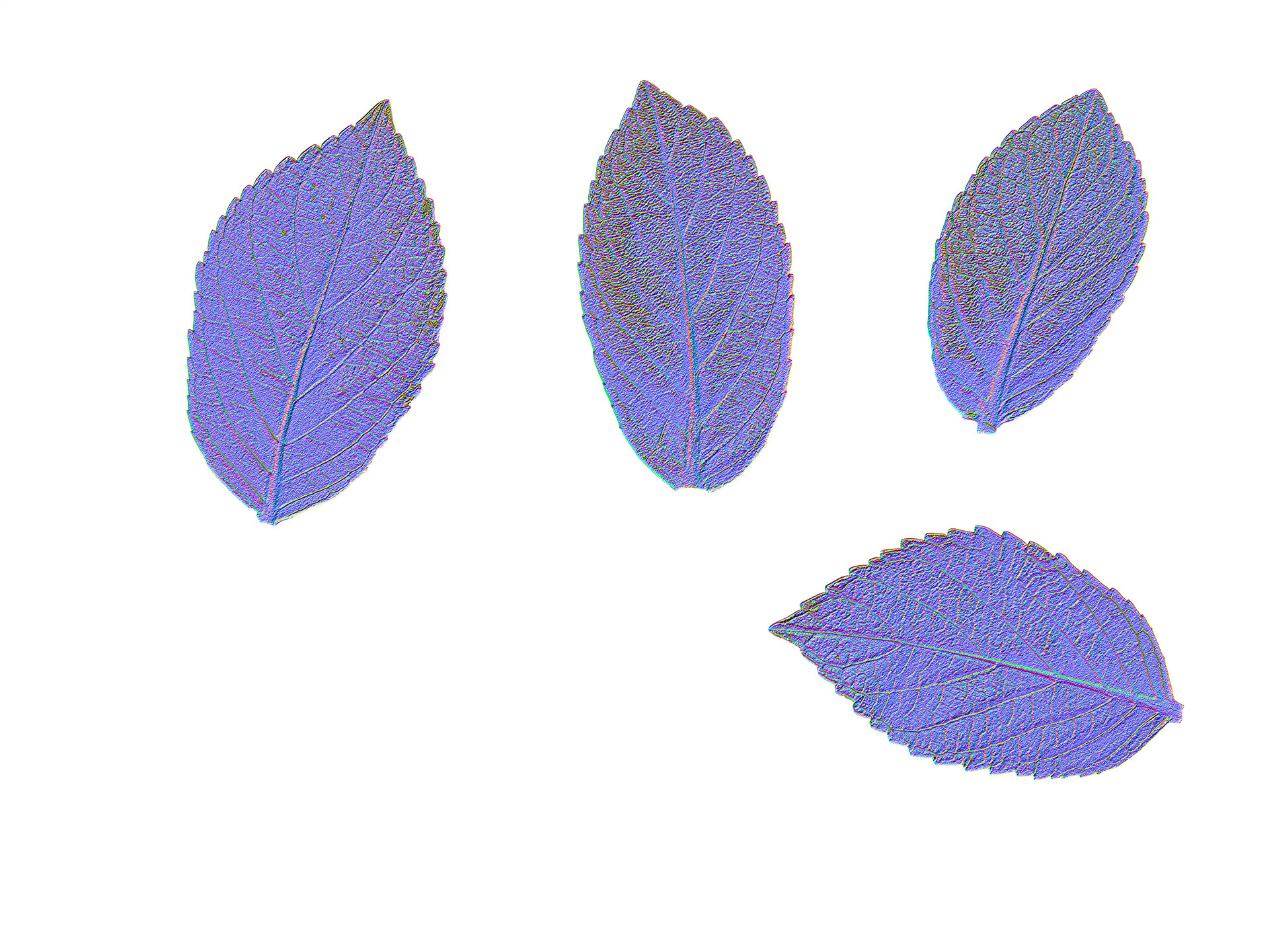 Dean Mewis - European Leaf Atlas material