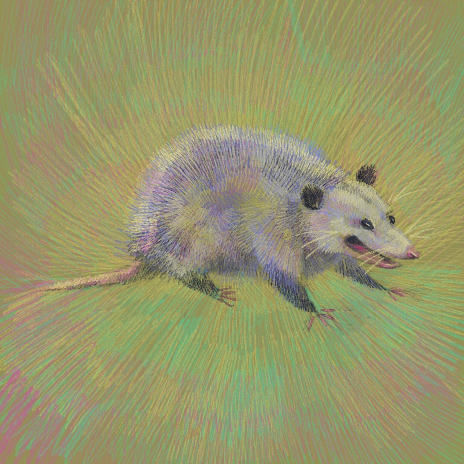 ArtStation - possums sketches