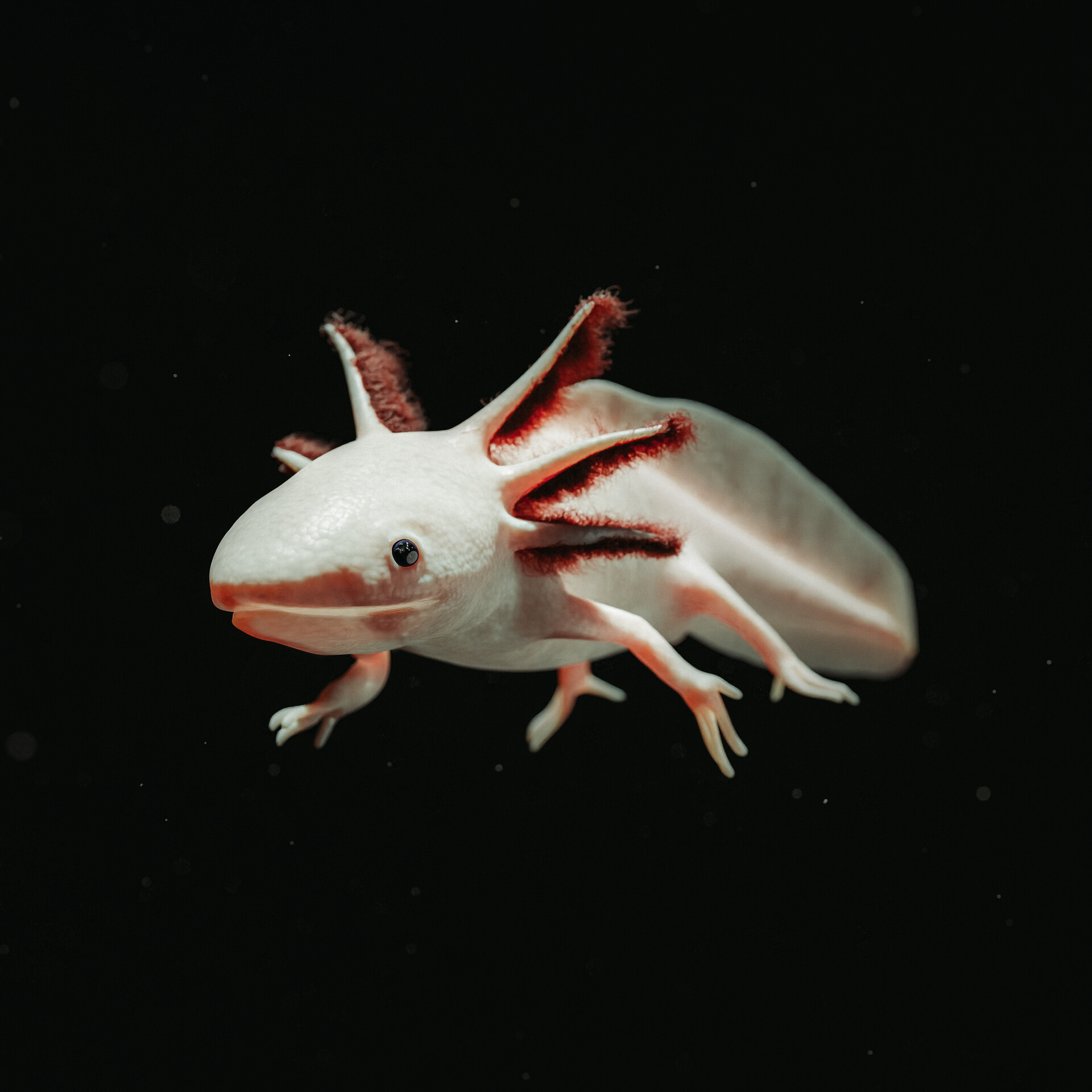 ArtStation - Axolotl Modeling and Texturing
