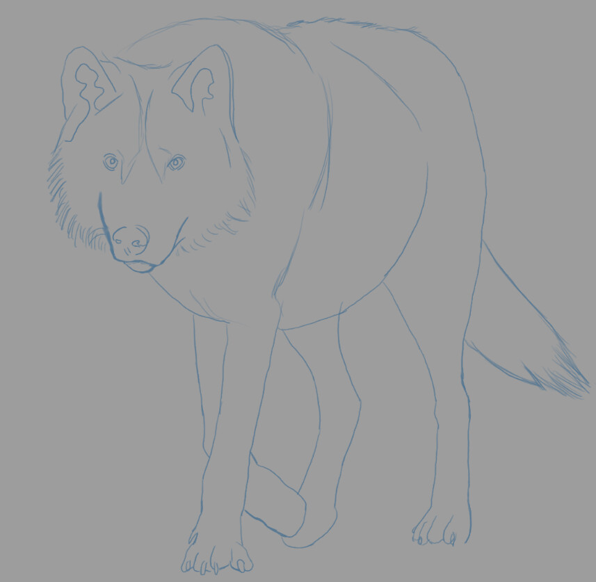 Rasmus Thornqvist - Study: Wolf